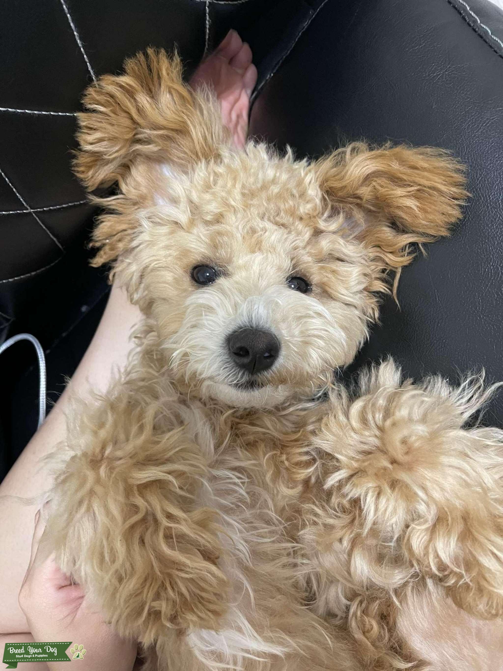 Female Maltipoo looking for future stud - Stud Dog in Binghamton, NY ...