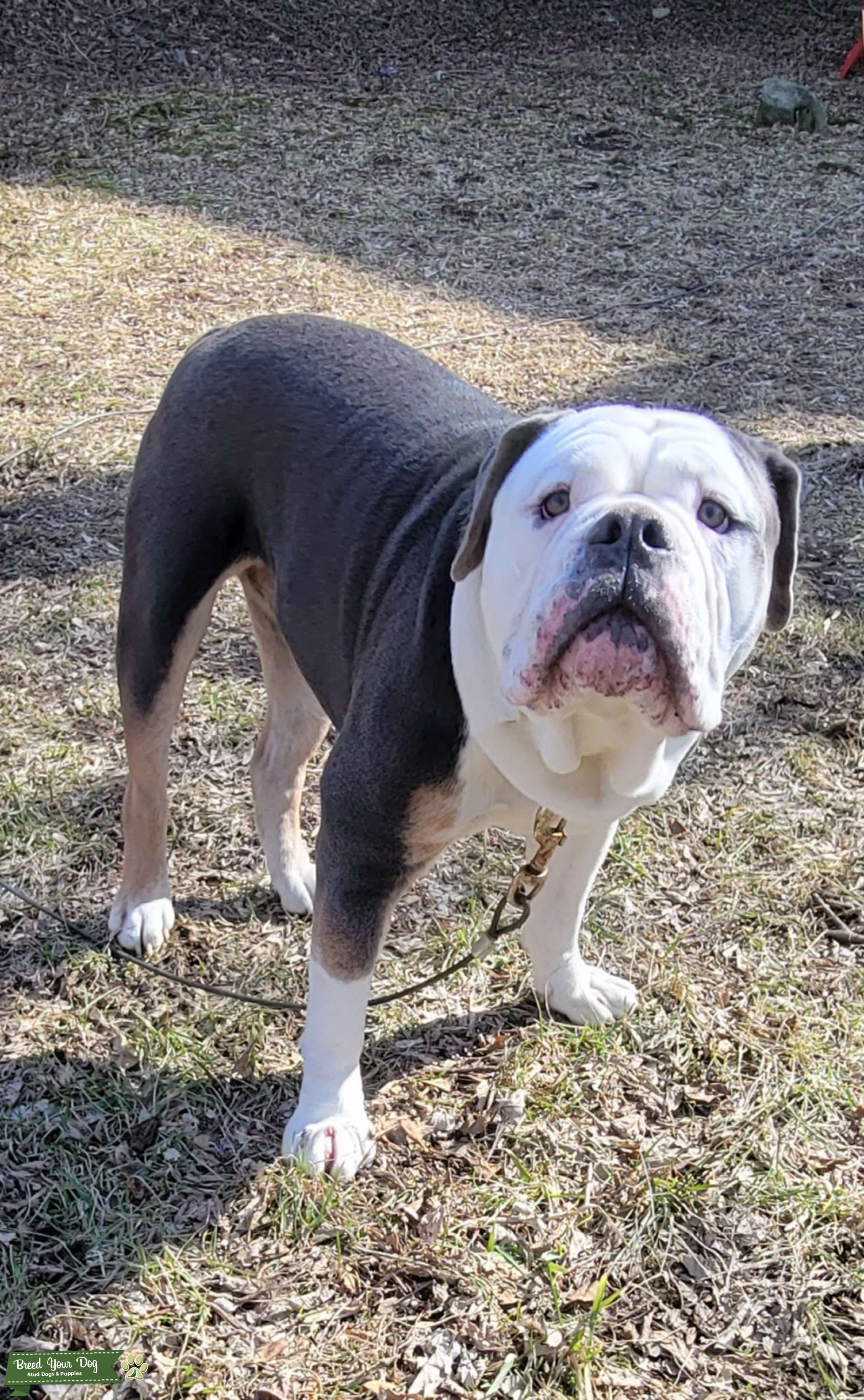 Blue tri OEB for stud - Stud Dog in Massachusetts, United States ...