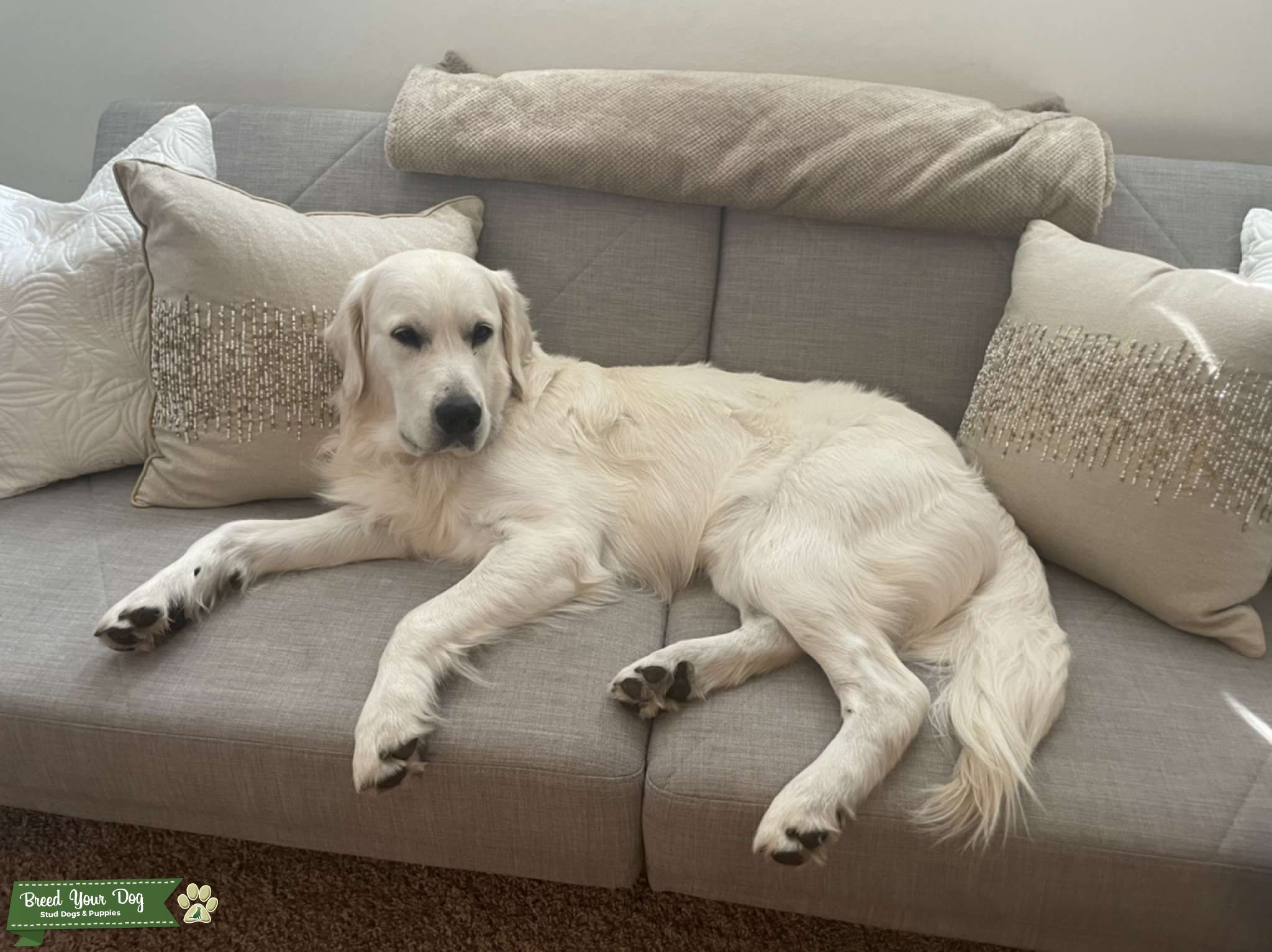 English Cream Champion Bloodline Stud - Stud Dog in Dallas, the United ...