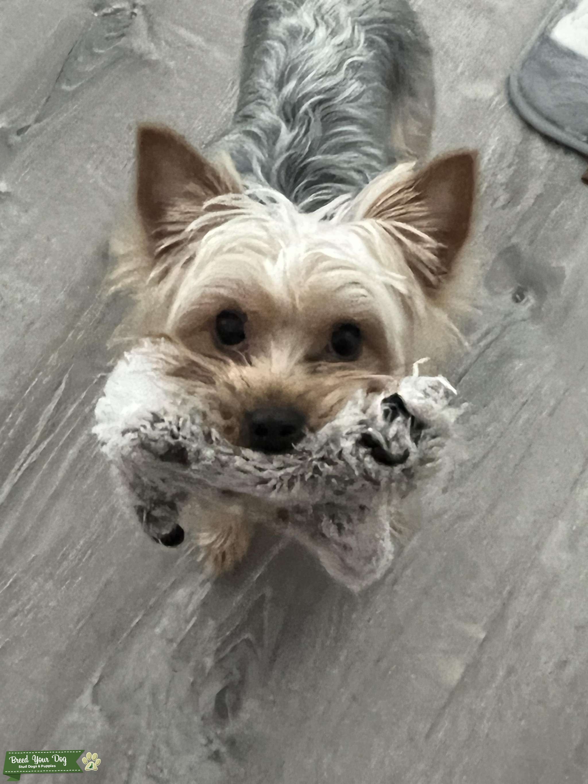 Standard AKC Yorkie - Stud Dog in Southwest Florida, the United States ...