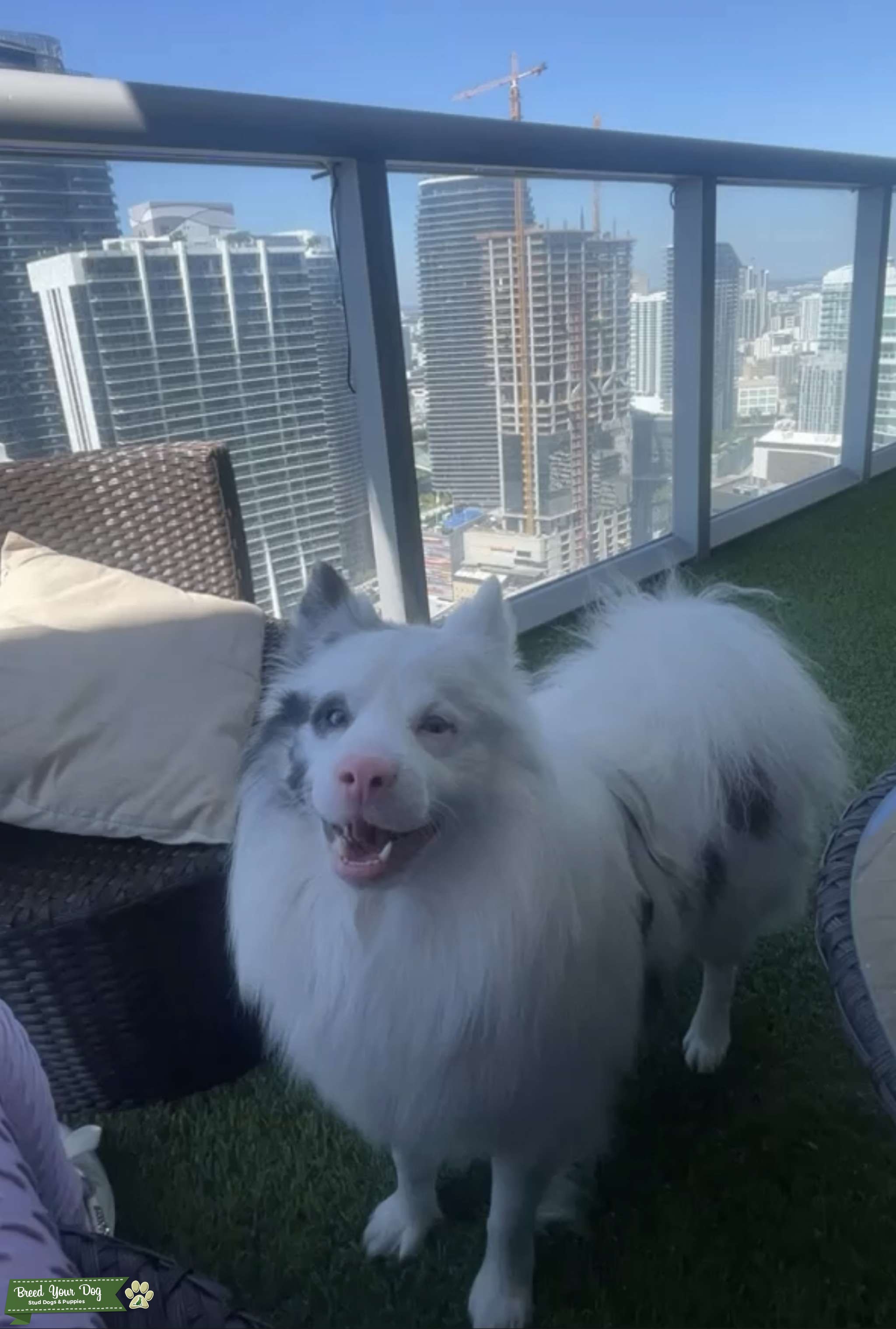 Blue Merle pomsky - Stud Dog in Florida, United States | Breed Your Dog