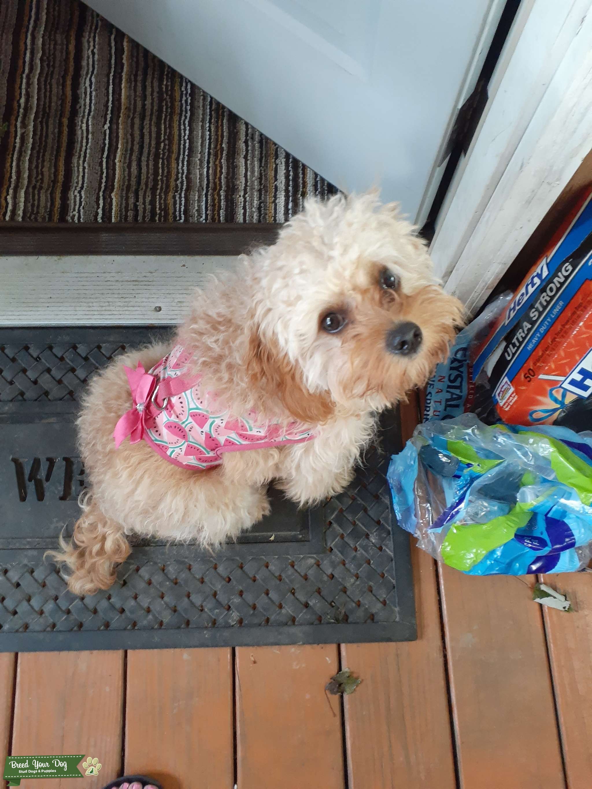 Blonde cavapoo - Stud Dog in Pittsburgh, United States | Breed Your Dog