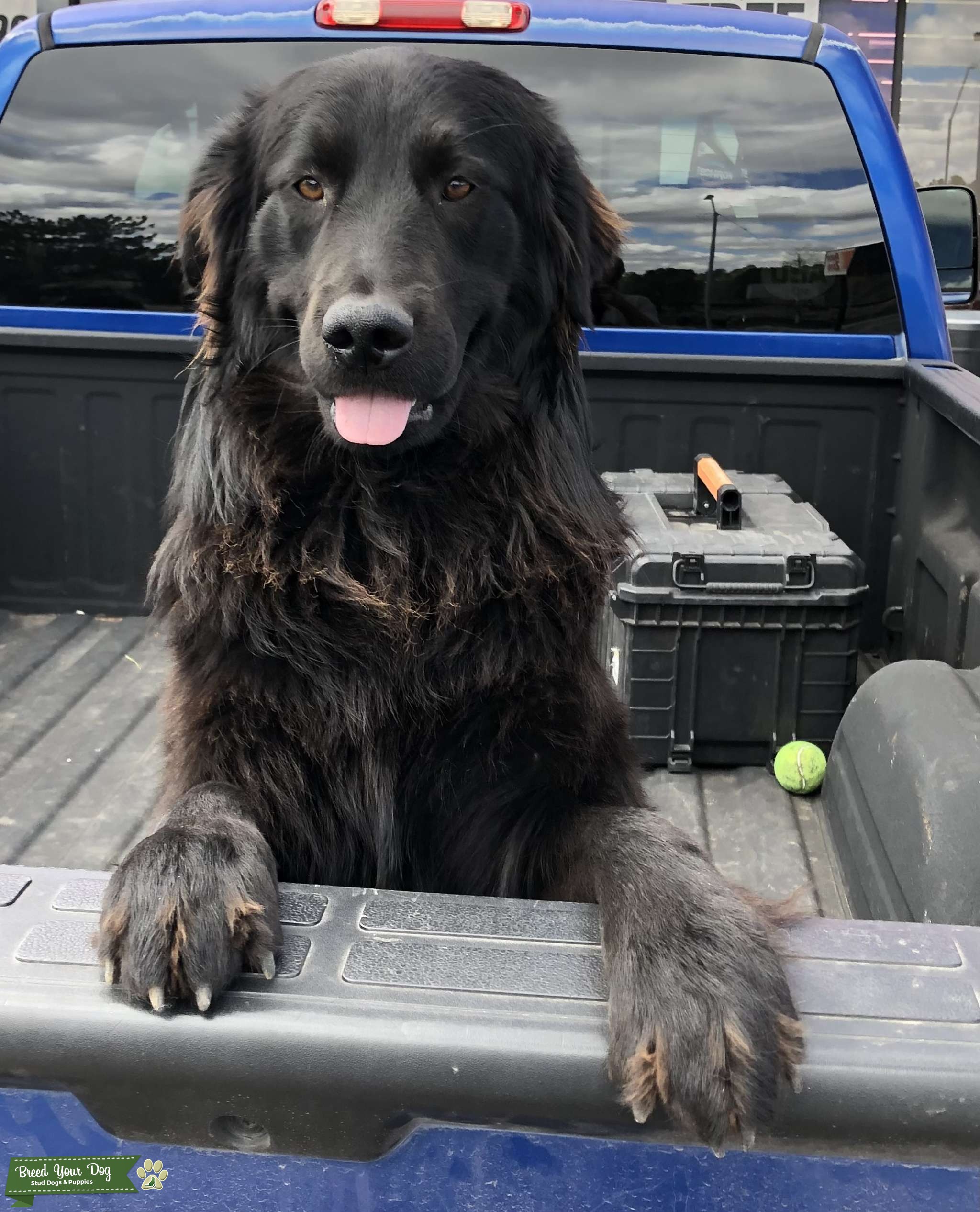 Black/flat coated retriever - Stud Dog in Arizona, the United States ...
