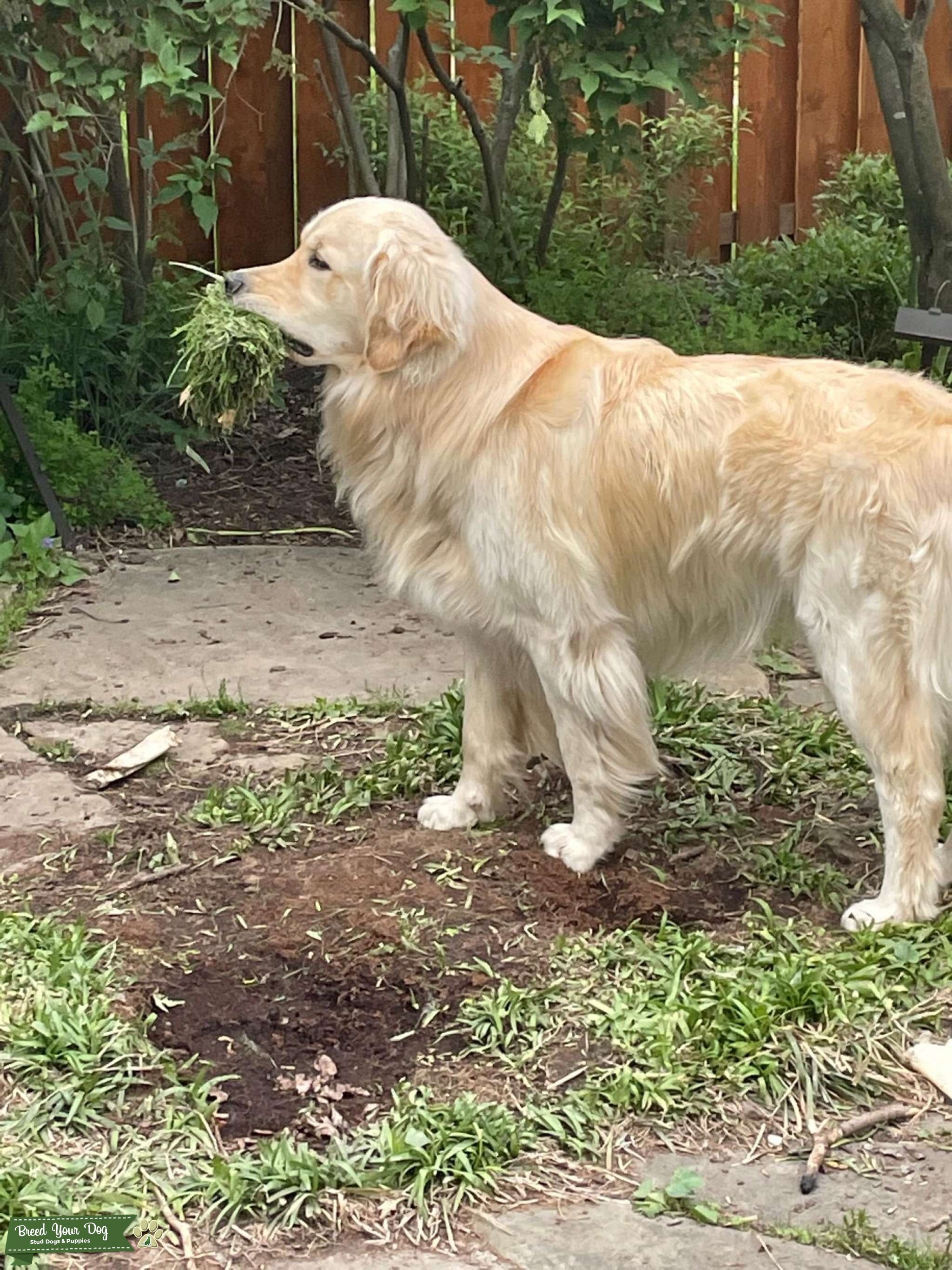 LARGE Golden Retriever stud - Stud Dog in NW Ohio, the United States ...