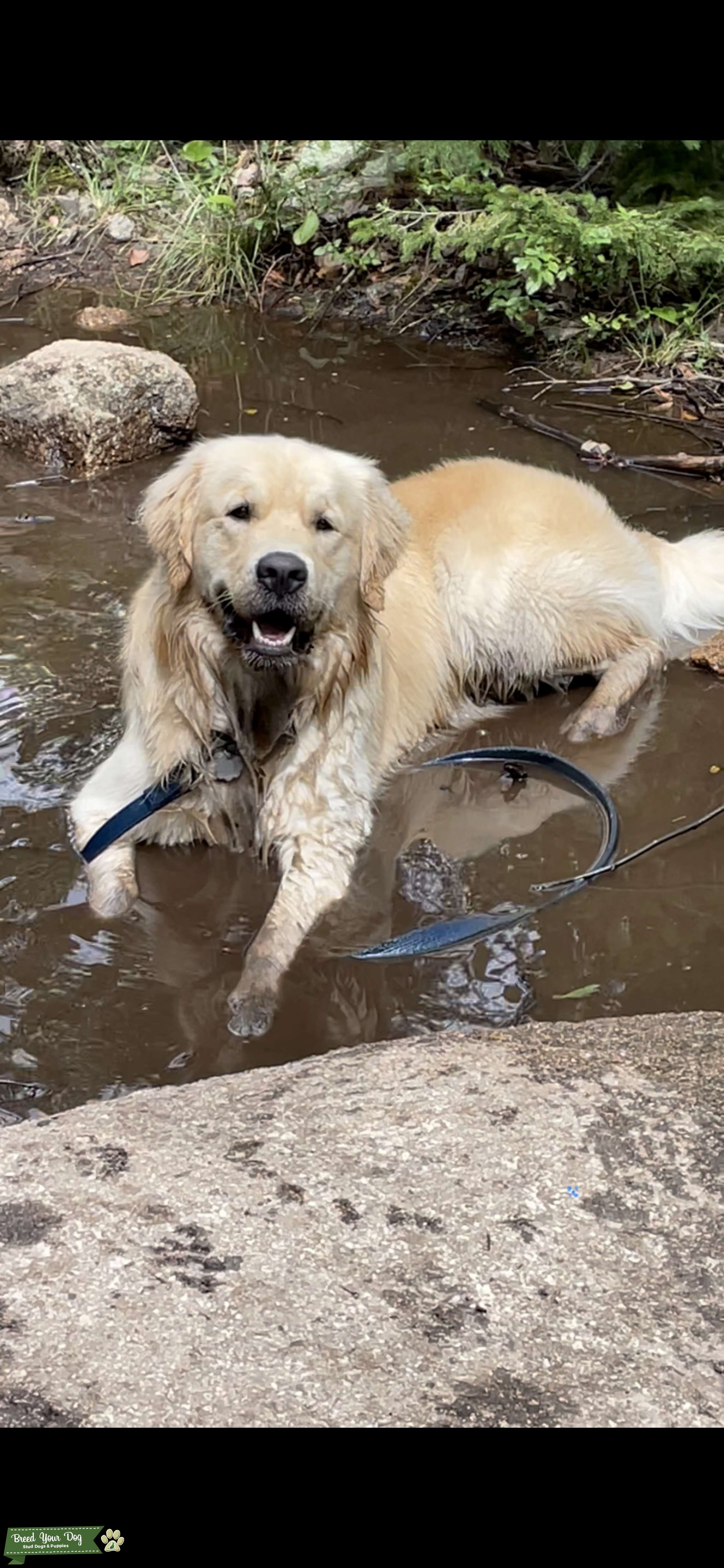 LARGE Golden Retriever stud - Stud Dog NW Ohio - Breed Your Dog