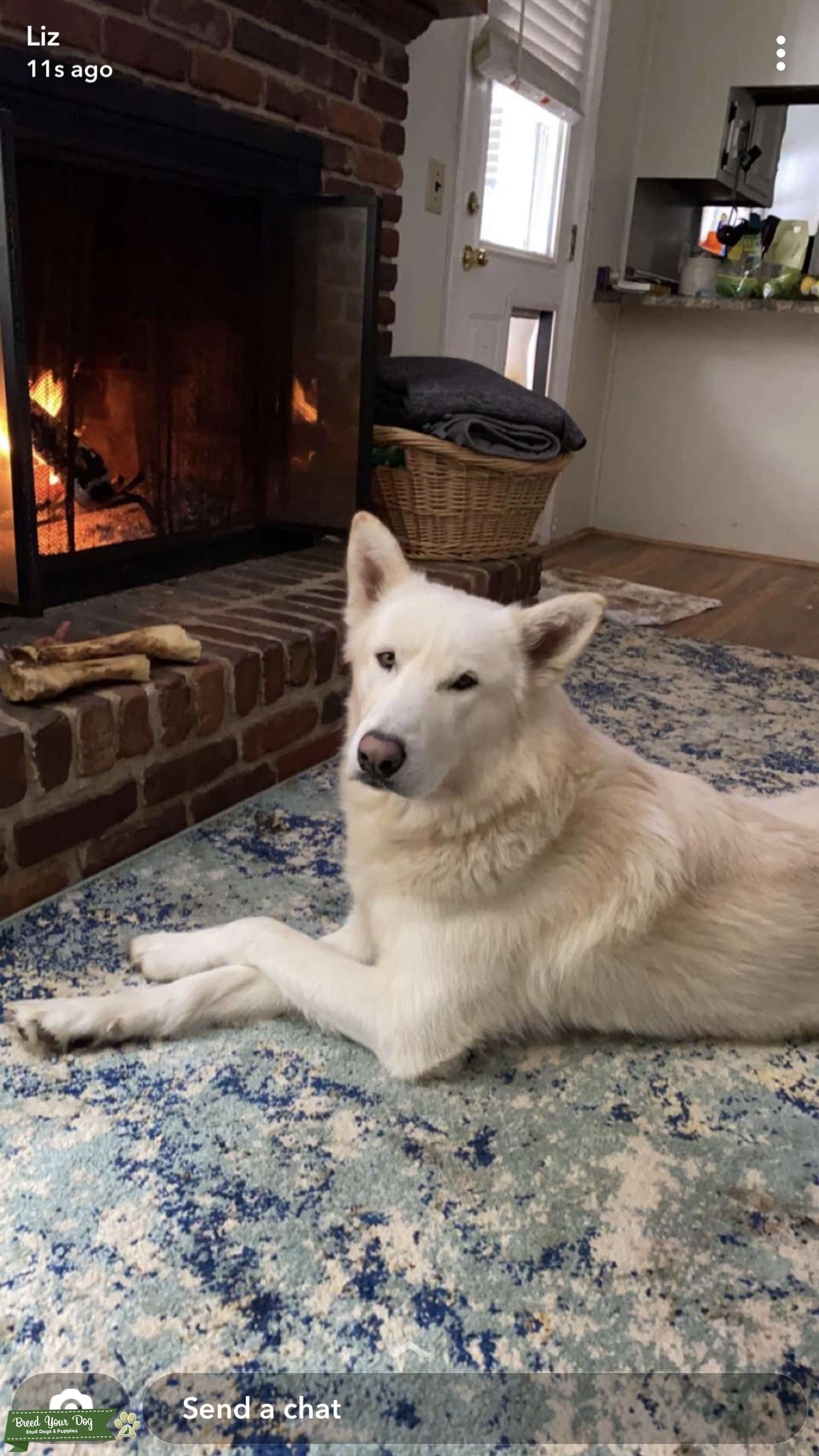 Wolf Hybrid Husky Hybrid Stud - Stud Dog in Columbia, SC, the United ...