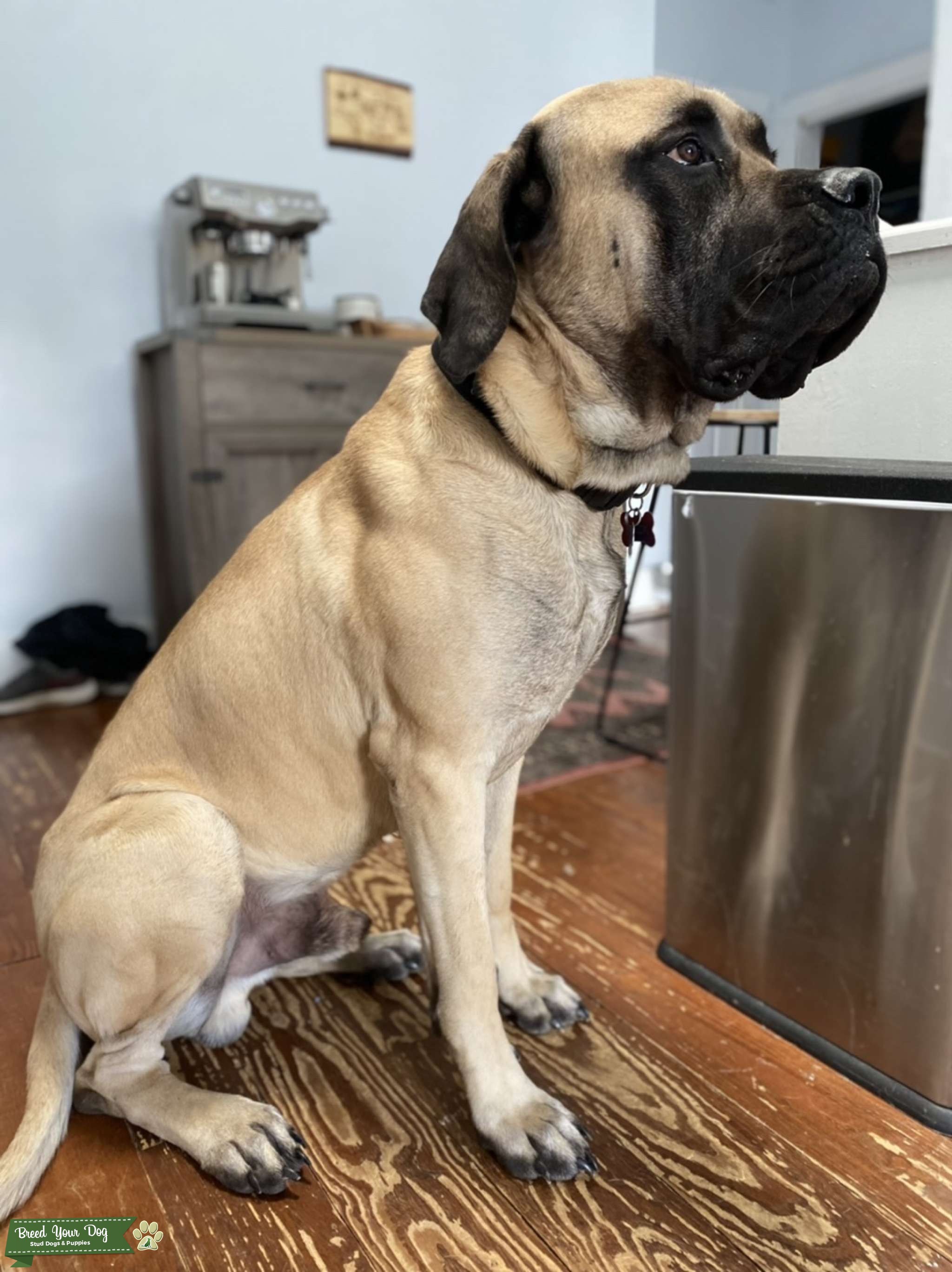 Fawn English Mastiff Stud - Stud Dog in Fredericksburg, VA, United ...