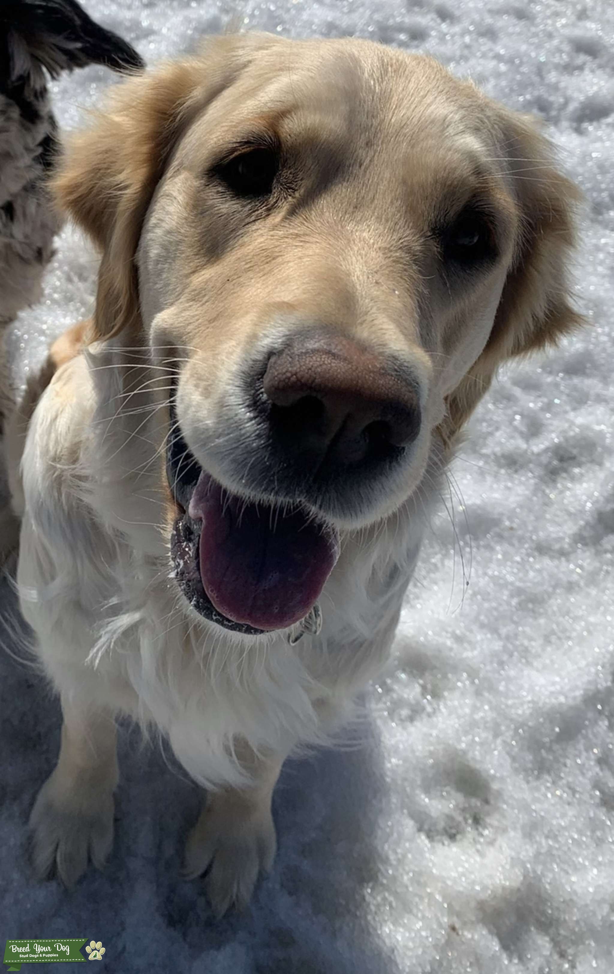 Sport Line Canadian Golden Retriever - Stud Dog in ON, Australia ...