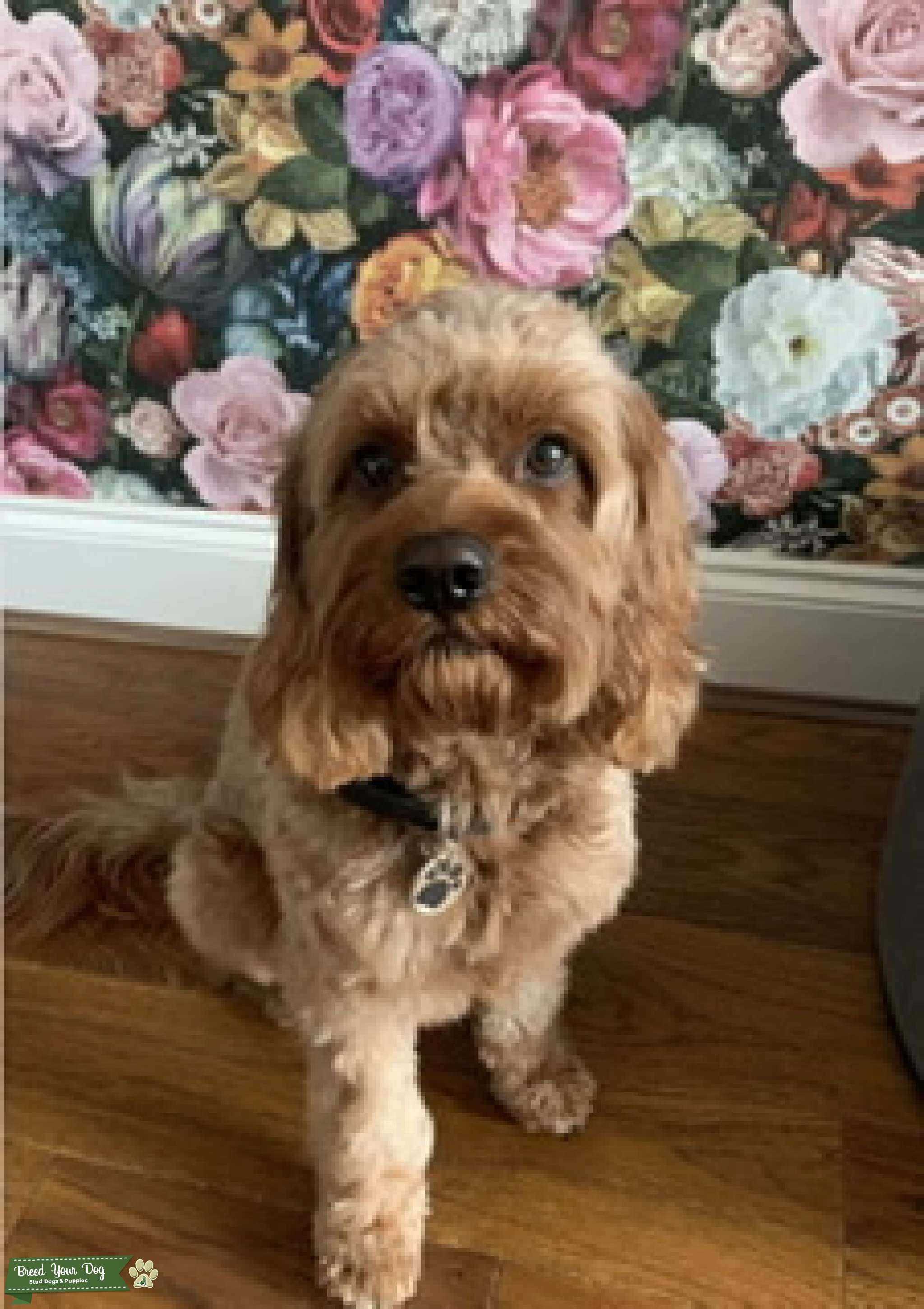 Cavapoo for stud - Stud Dog in Hull, the United States | Breed Your Dog