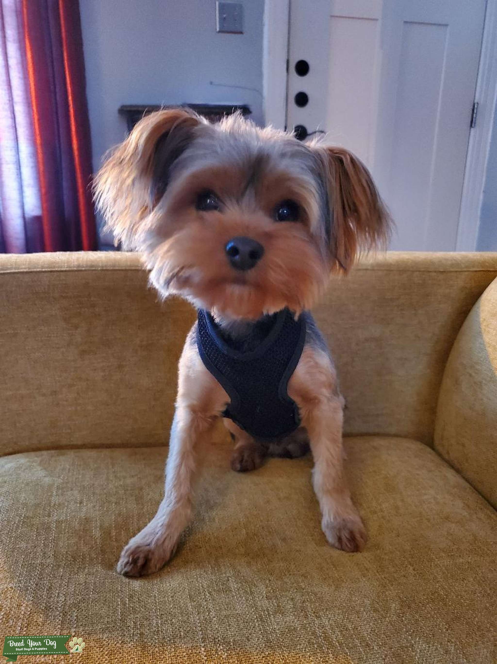 Yorkshire Terrier Stud - Stud Dog in TX, United States | Breed Your Dog