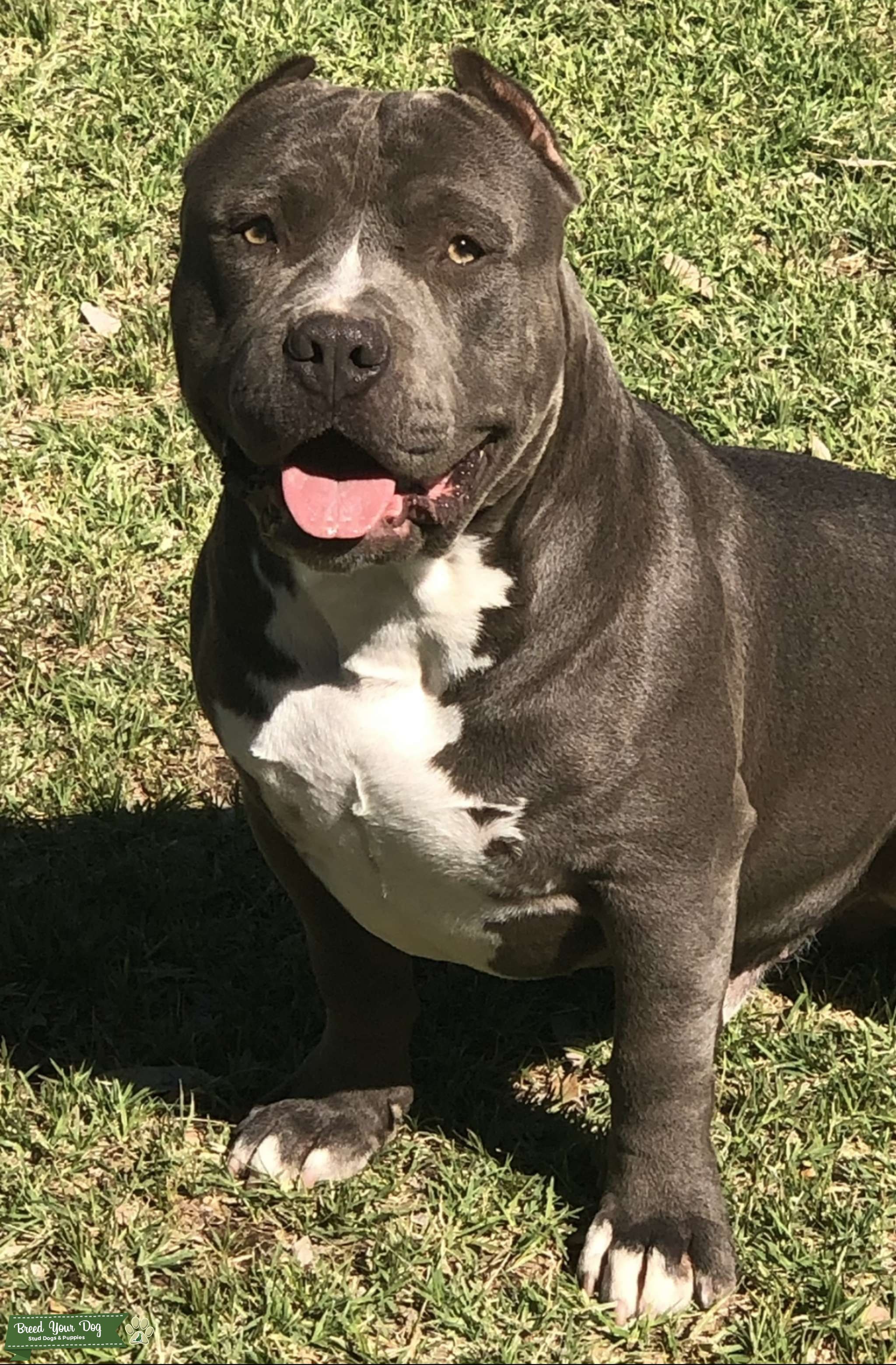 Blue nose bully - Stud Dog Arizona - Breed Your Dog