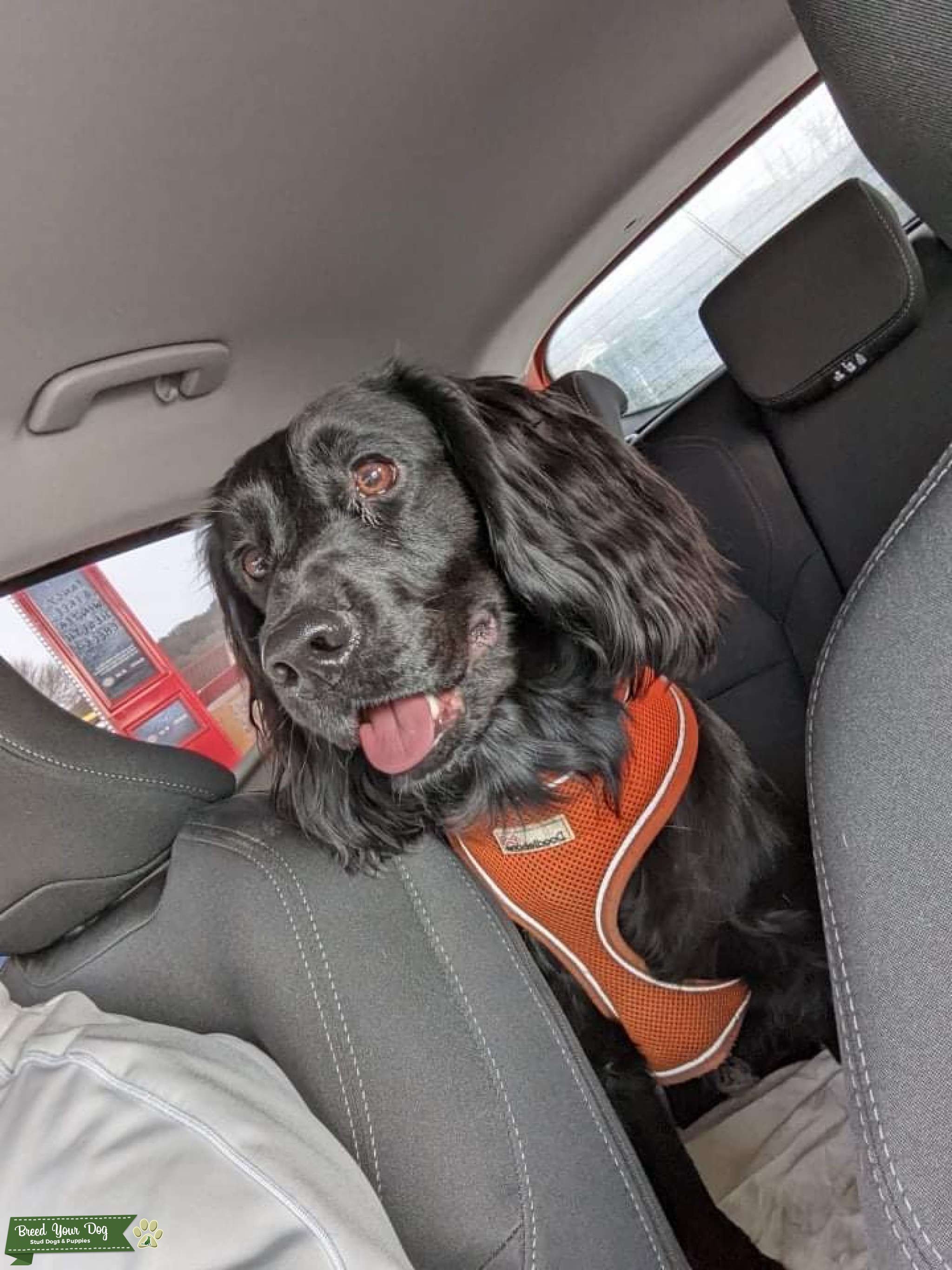 Cocker Spaniel Stud - Stud Dog in Glasgow, the United States | Breed ...