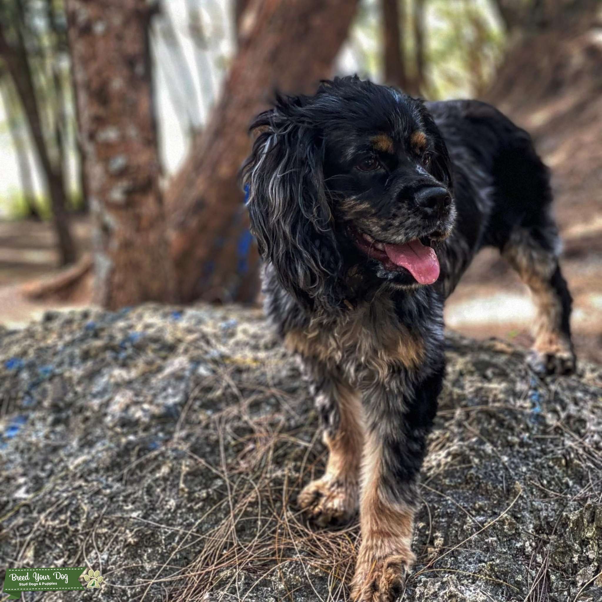 Blue Merle Male Cocker Spaniel - Pure Bred - Stud Dog Florida - Breed ...