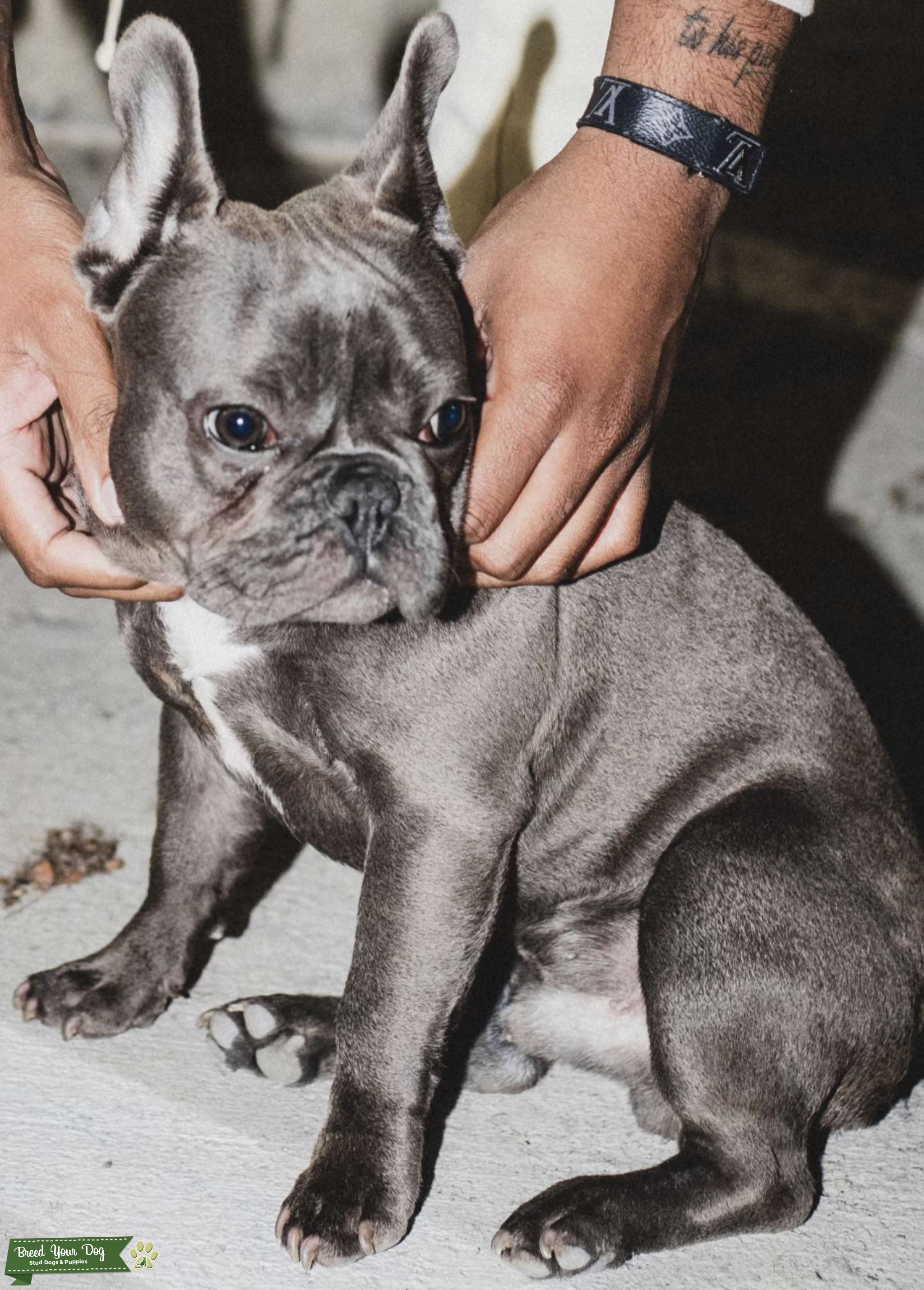 Blue Merle Frenchie - Stud Dog VA - Breed Your Dog