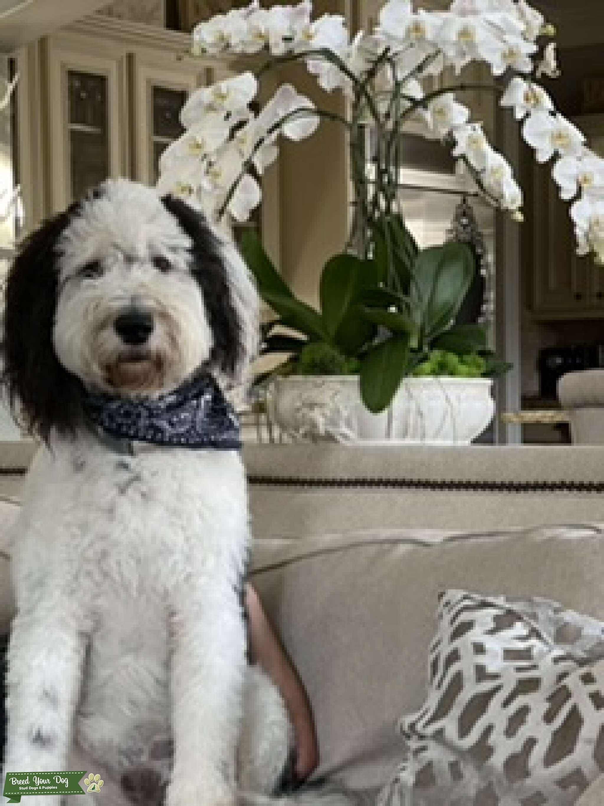 Sheepadoodle stud - Stud Dog in Texas, the United States | Breed Your Dog