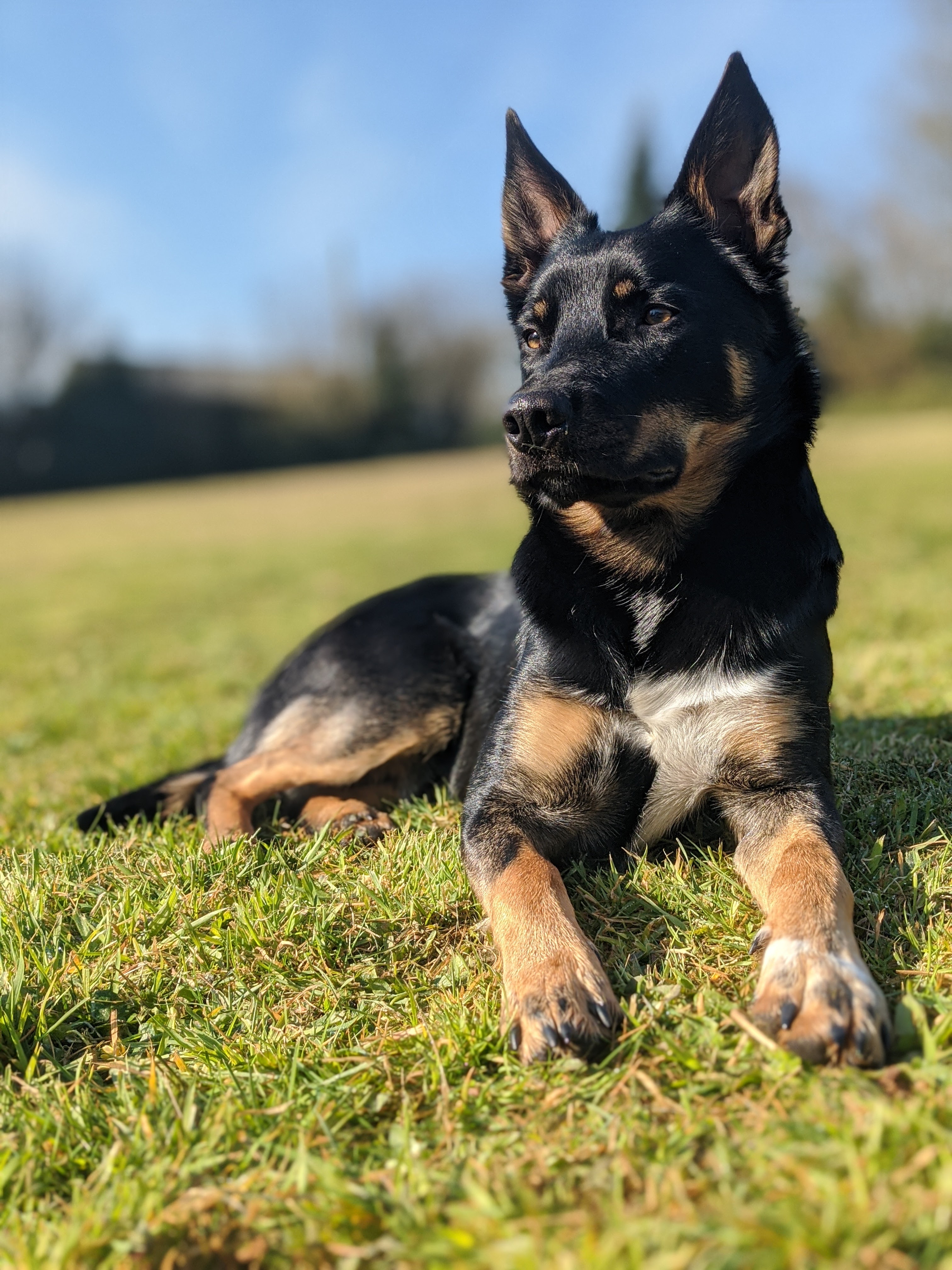 Tri Colour Kelpie/Collie - Stud Dog in CORNWALL, United Kingdom | Breed ...