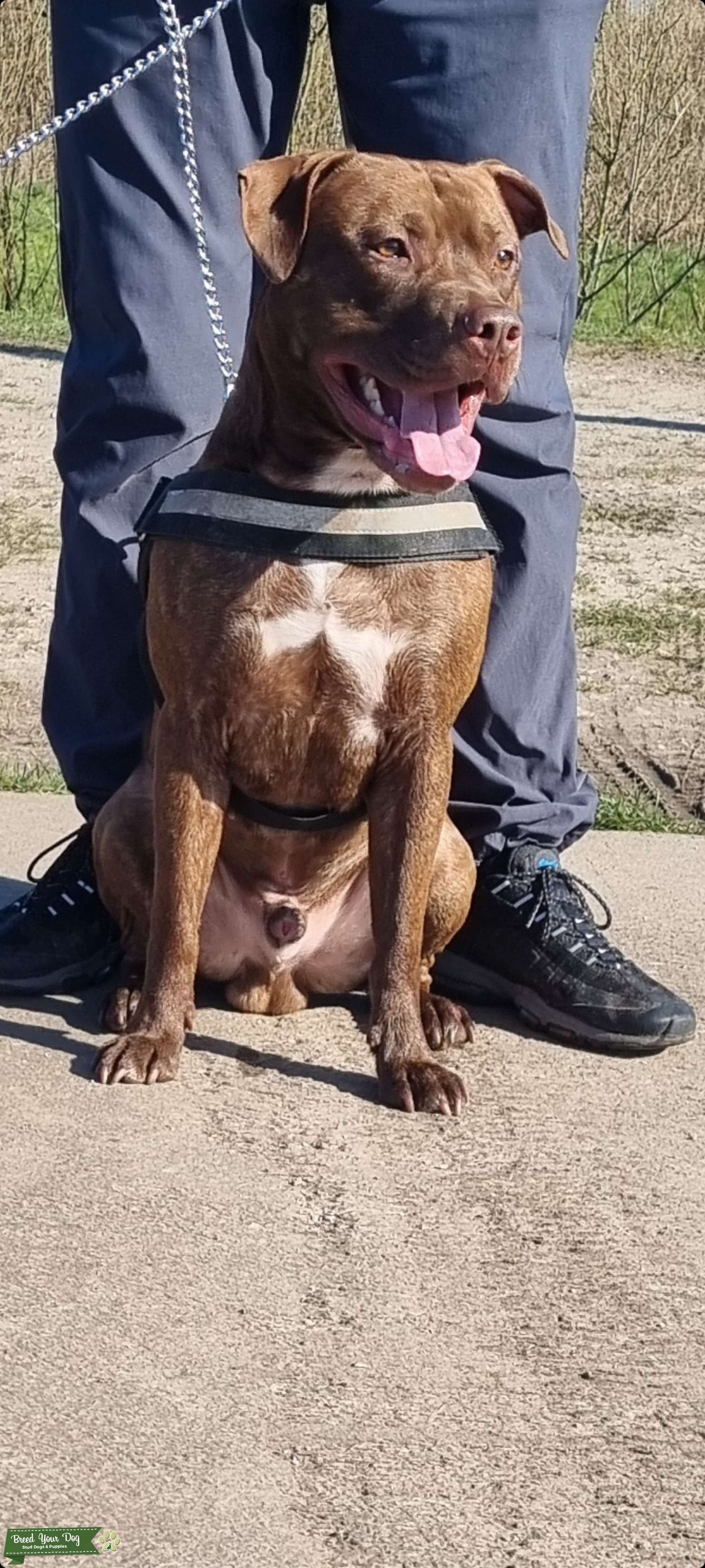 Chocolate and yellow brindle - Stud Dog in Runcorn, the United States ...