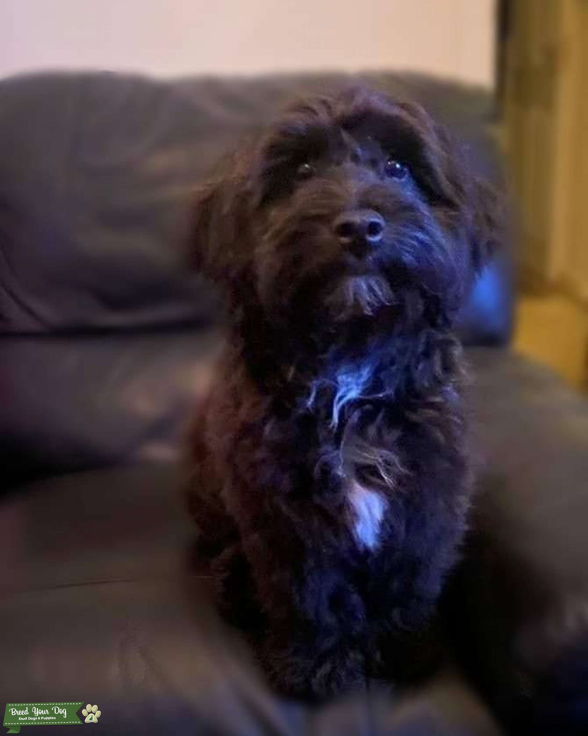 Cockapoo - Stud Dog in leicestershire, the United States | Breed Your Dog