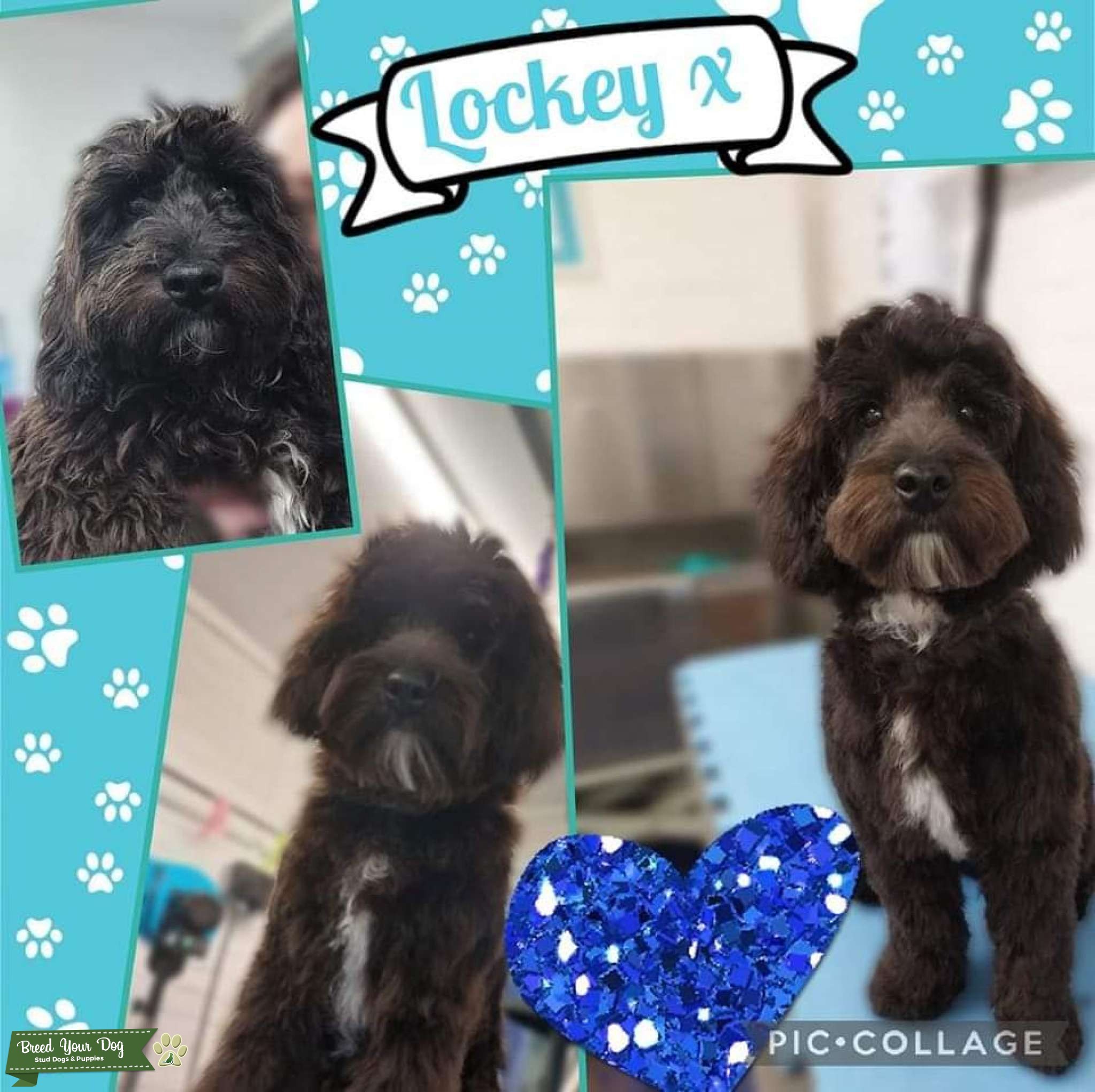 Cockapoo - Stud Dog in leicestershire, the United States | Breed Your Dog