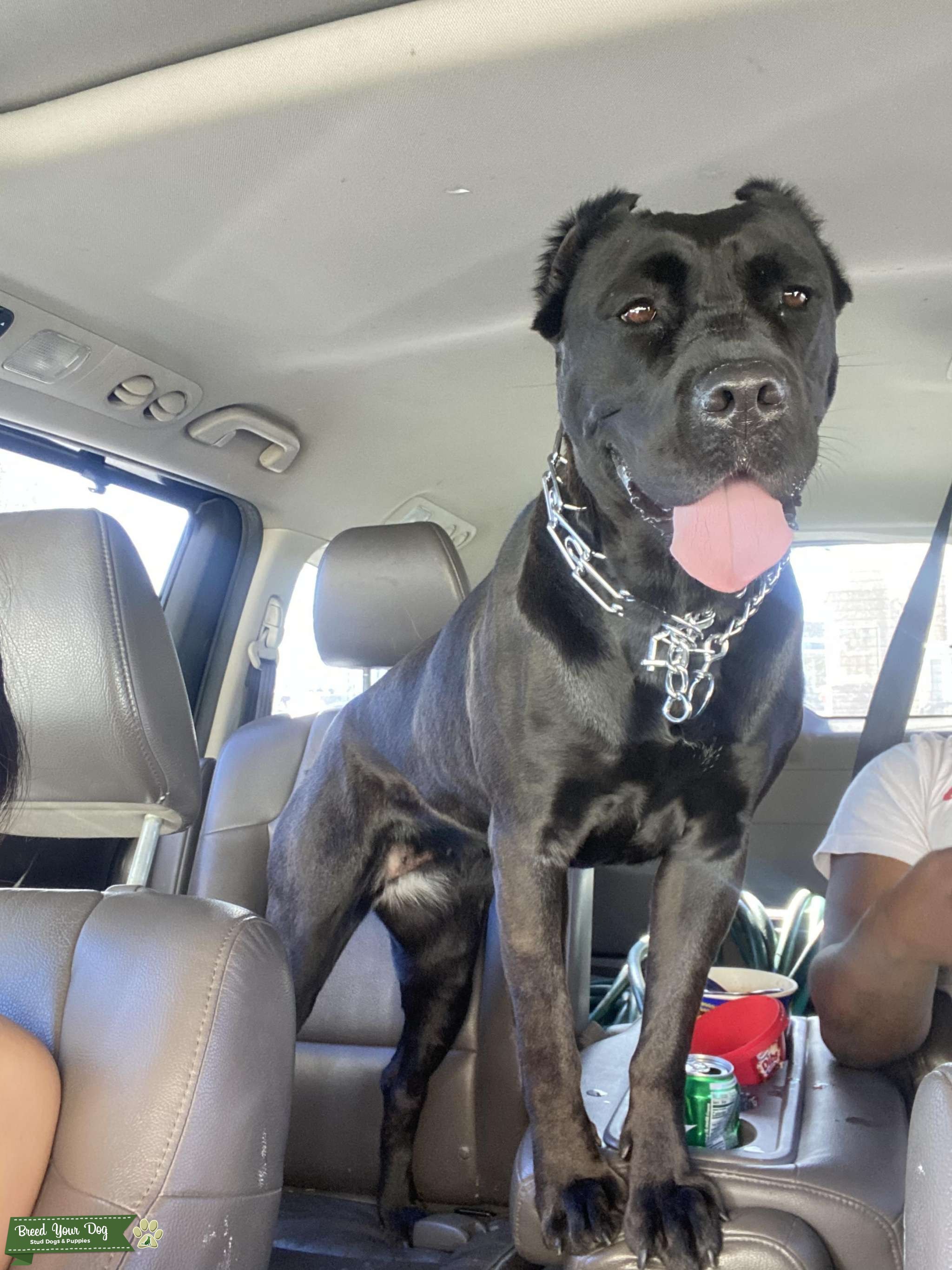 Black cane corso - Stud Dog in Sacramento , the United States | Breed ...