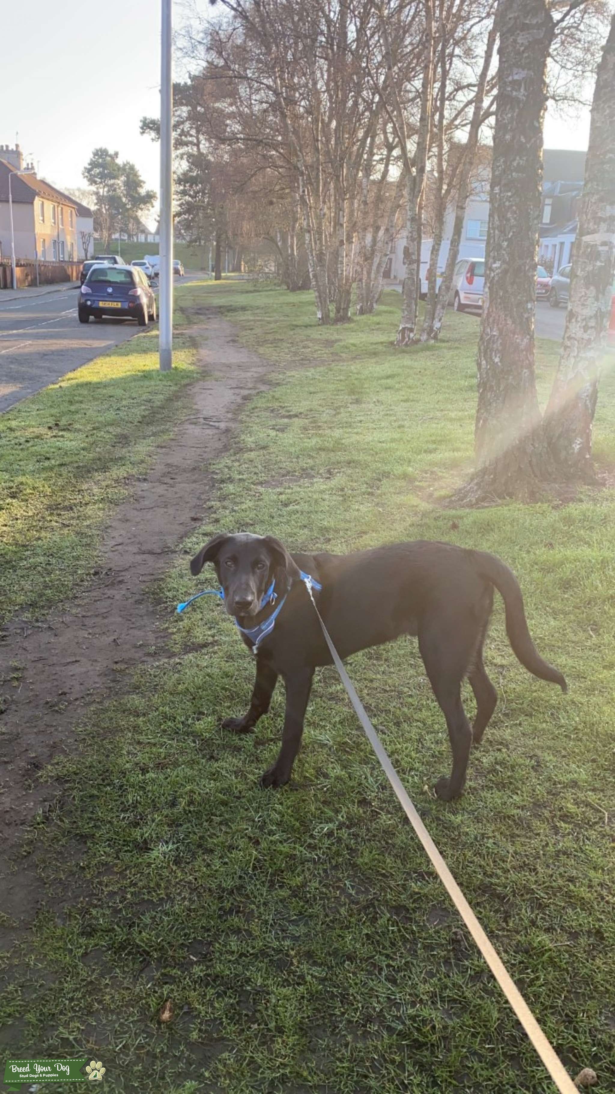 LAB/COLLIE DOG - Stud Dog in FIFE, the United States | Breed Your Dog