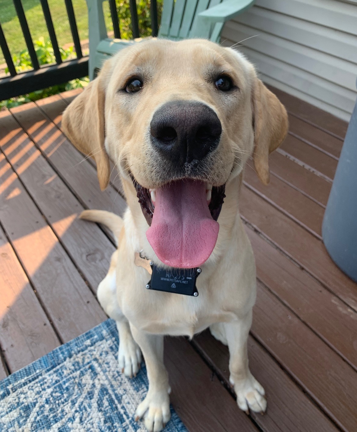 AKC Yellow Labrador Retriever - Stud Dog in Maryland, United States ...