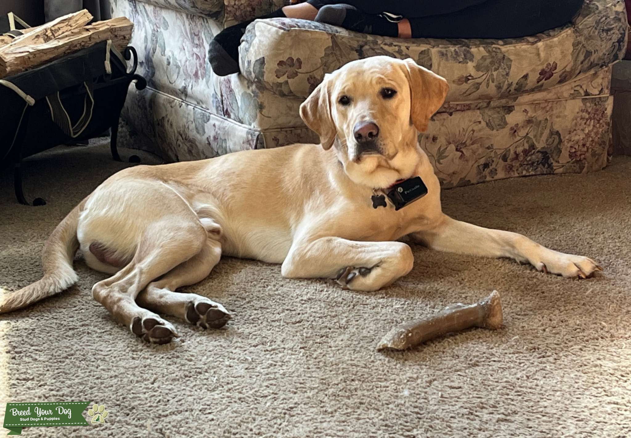 AKC Yellow Labrador Retriever - Stud Dog in Maryland, United States ...