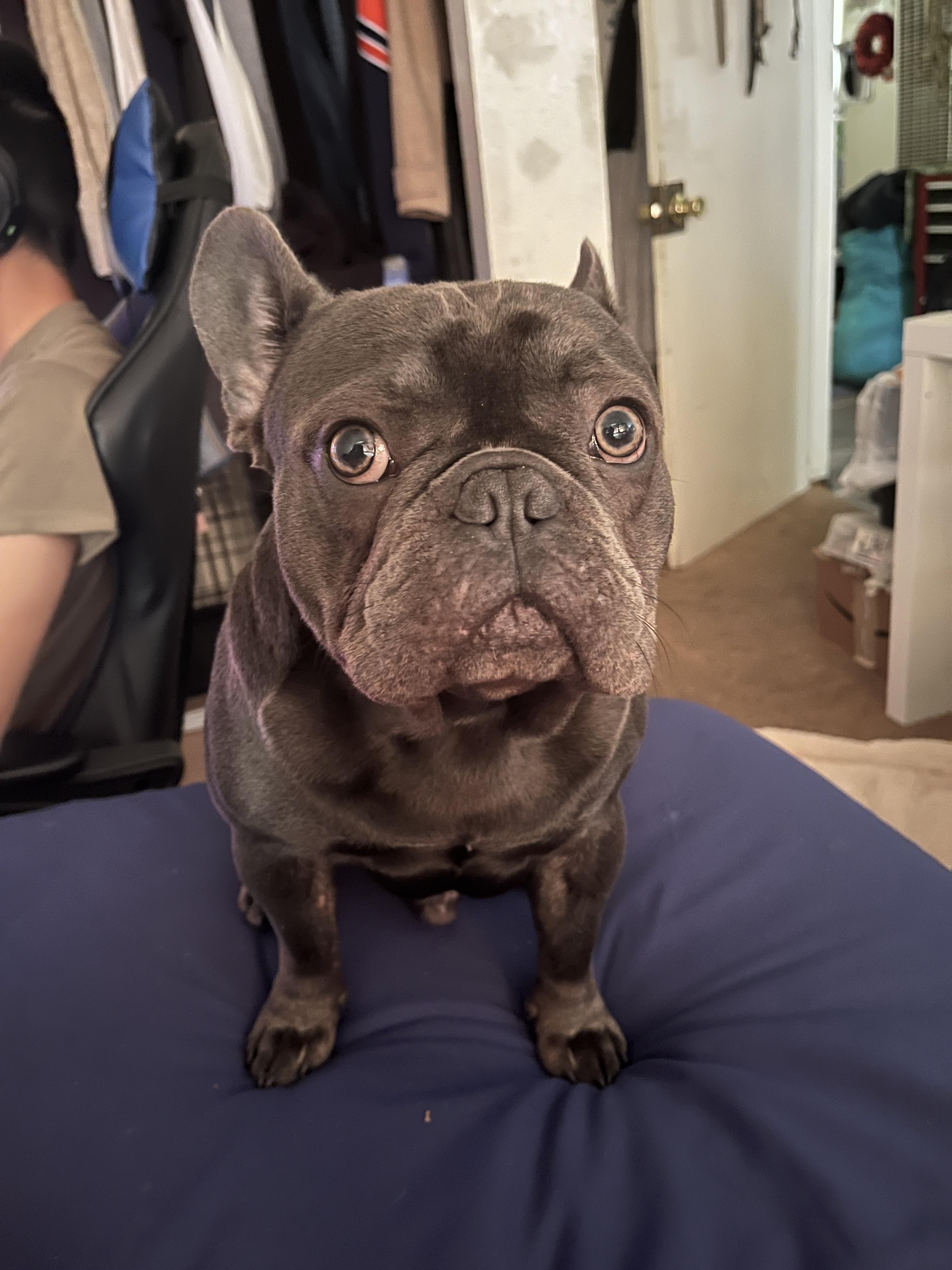 short back frenchie stud - Stud Dog in san jose, california, United ...