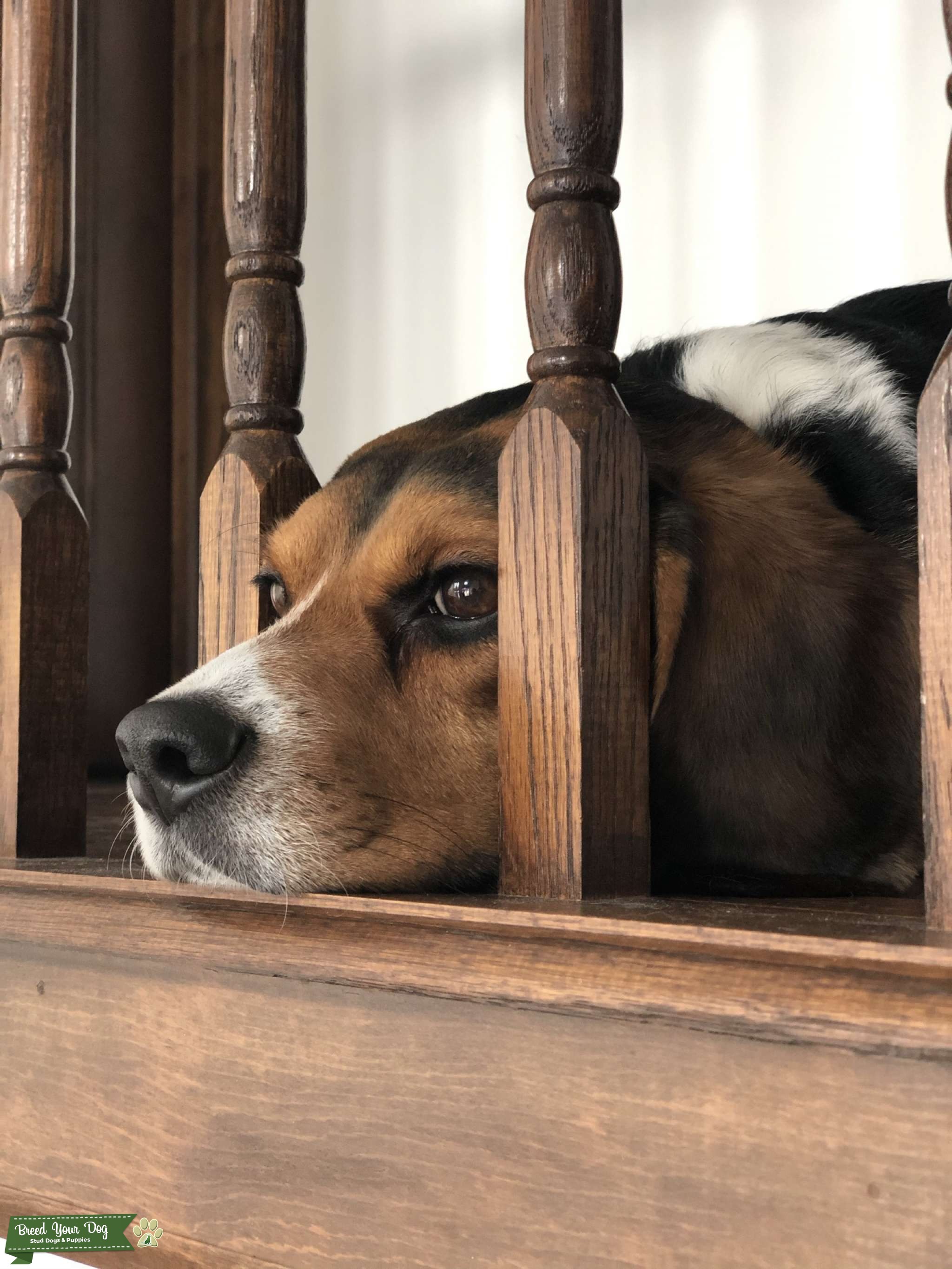 Beagle Male - Stud Dog in Vernon Hills, the United States | Breed Your Dog