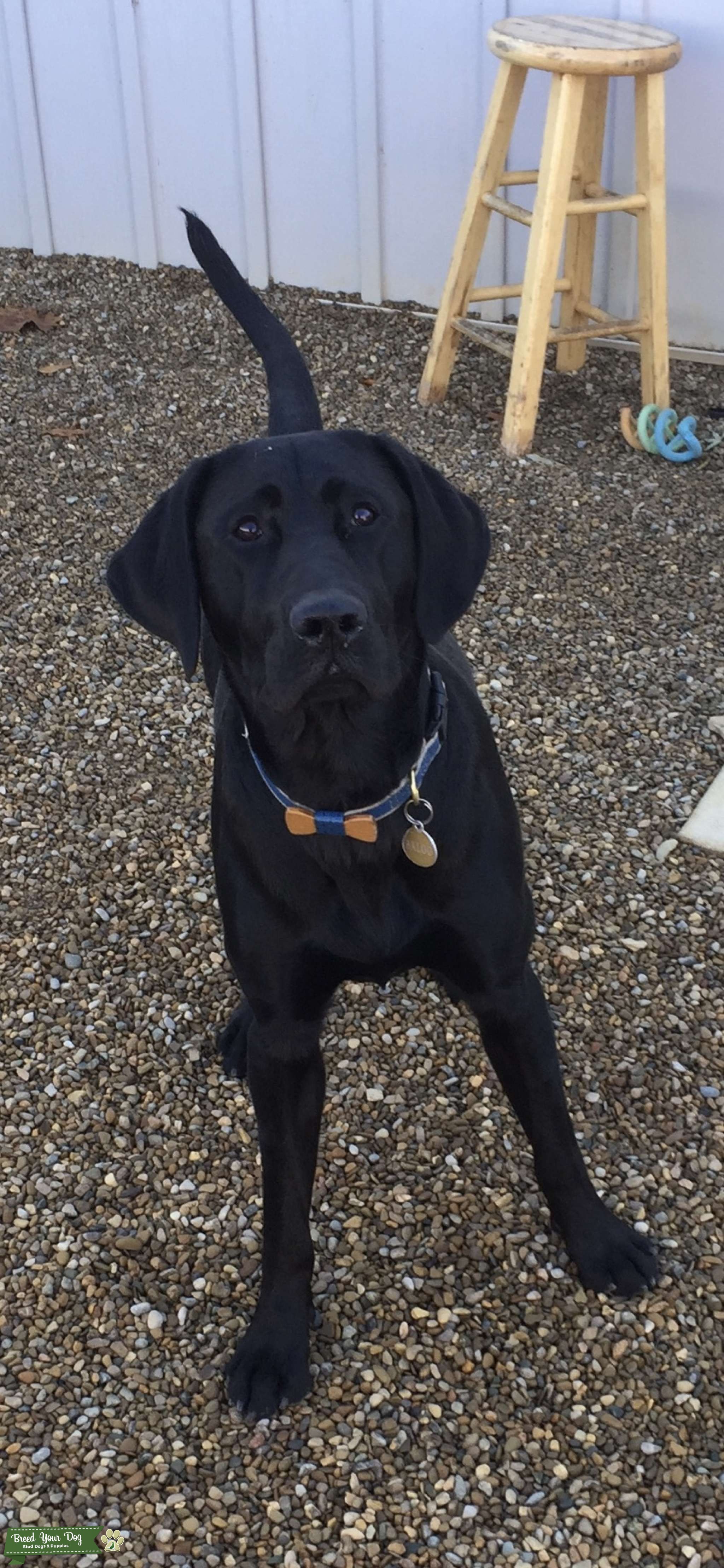 Black lab - Stud Dog in Midwest, the United States | Breed Your Dog