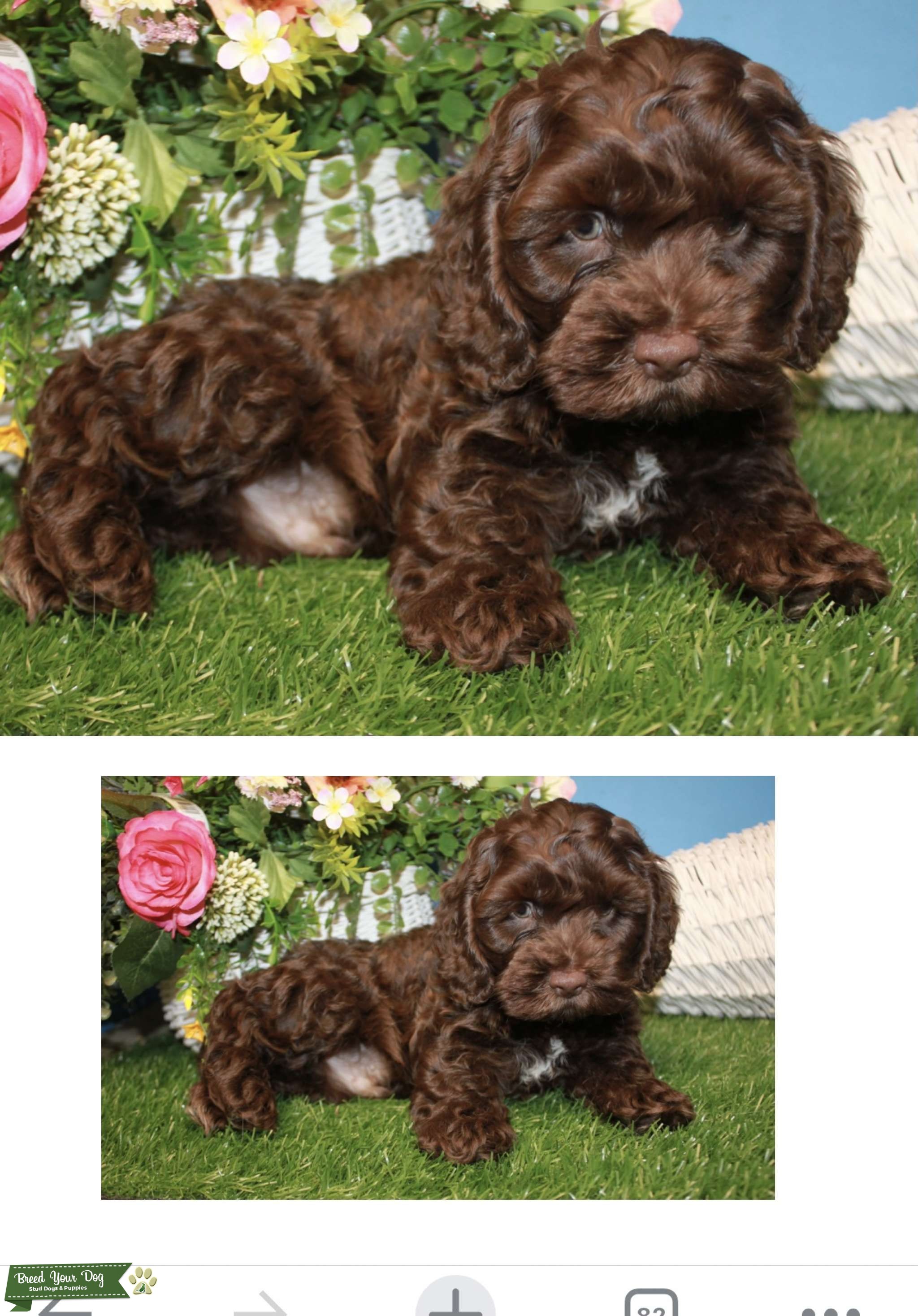 Beautiful, loving, Chocolate, Grey eyed, Healthy Cockapoo Is ready to ...