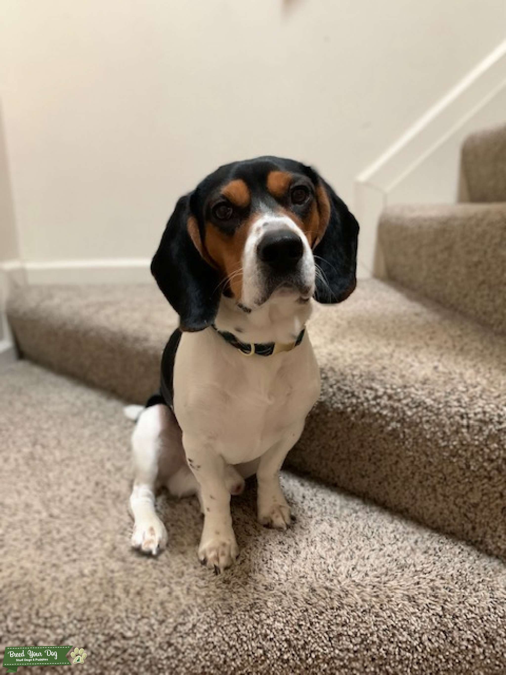 TriColor Beagle Stud - Stud Dog in Virginia, the United States | Breed ...