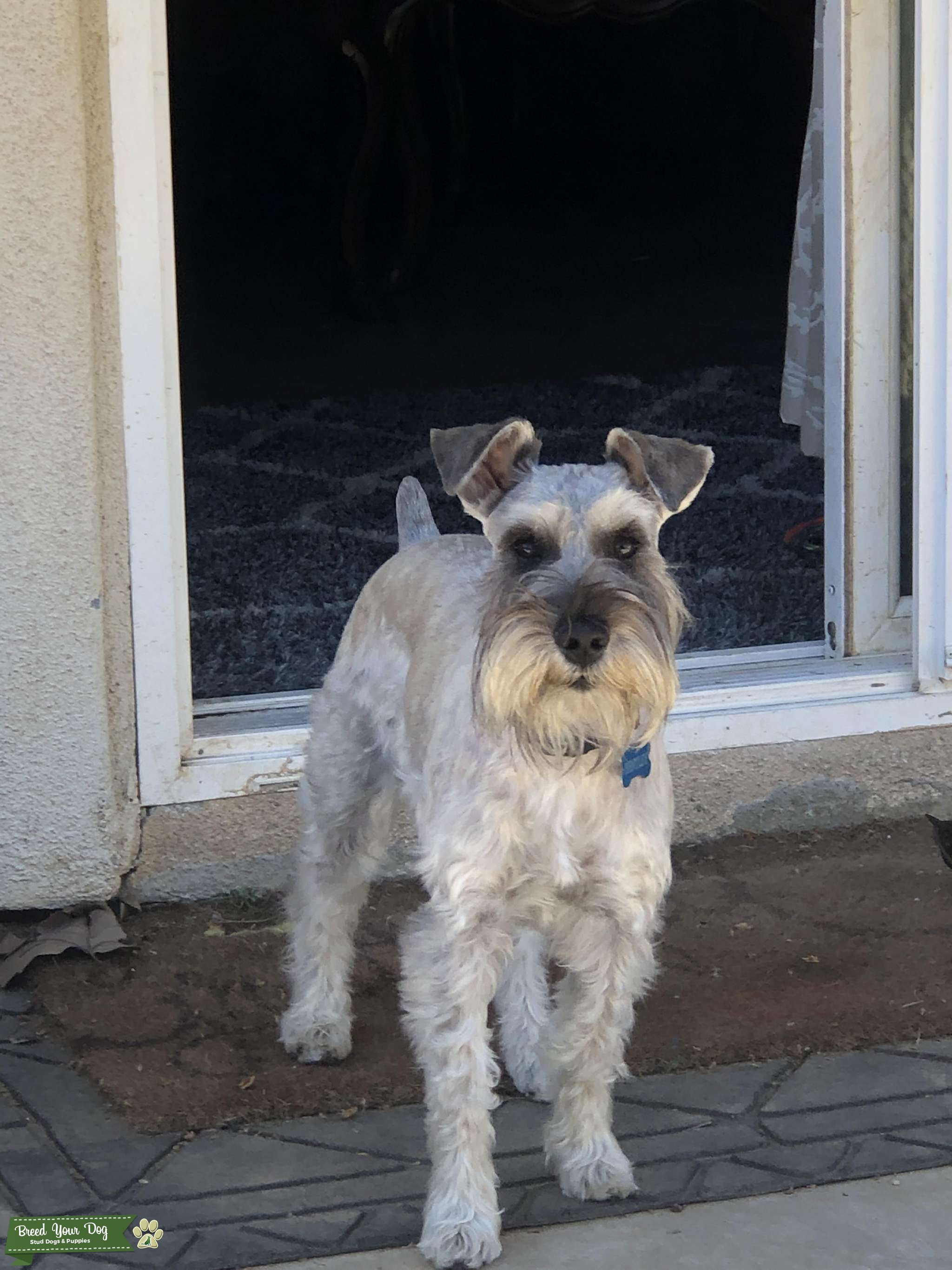 Silver miniature schnauzer - Stud Dog in Riverside county , the United ...