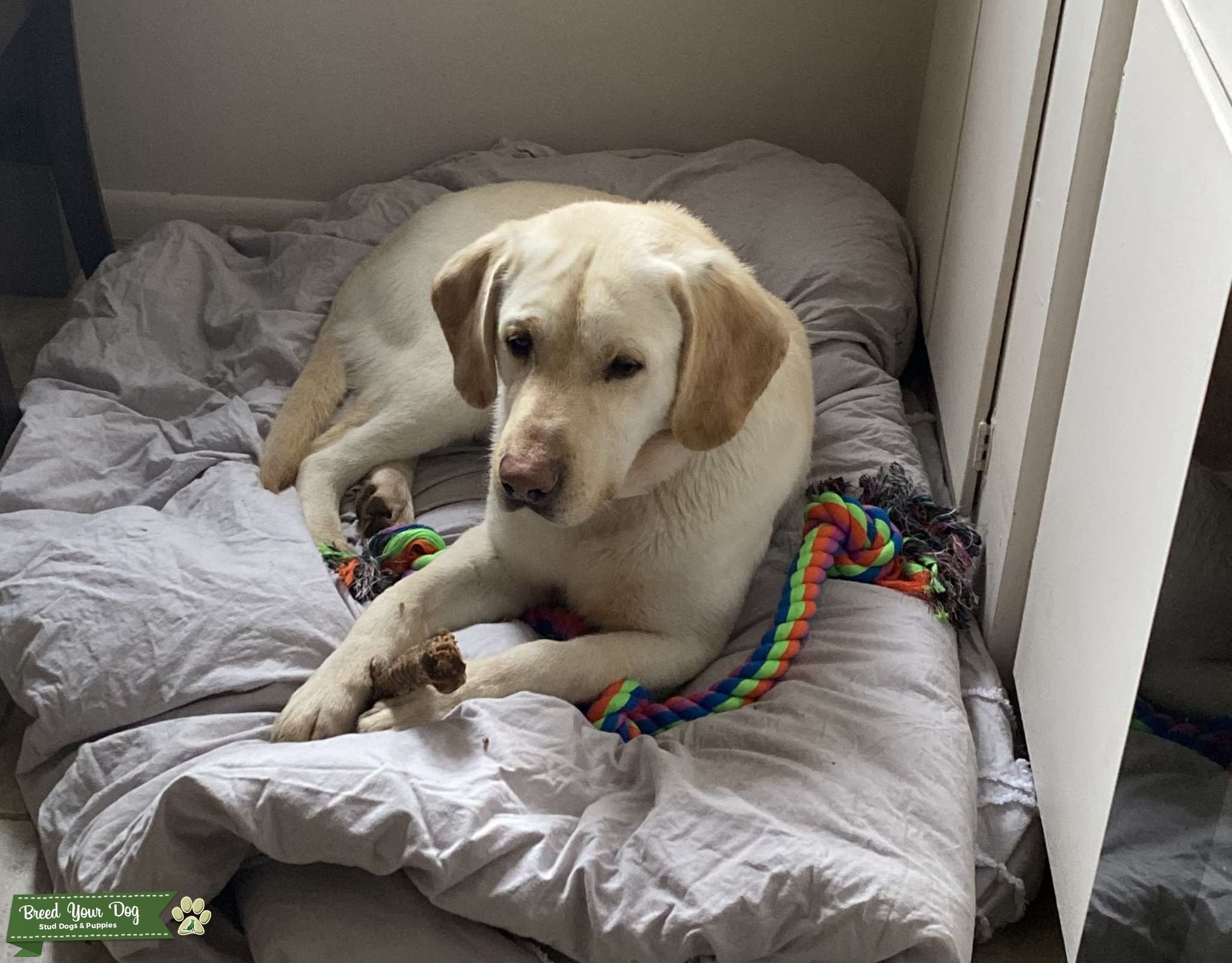 AKC Yellow Labrador retriever - Stud Dog Michigan - Breed Your Dog