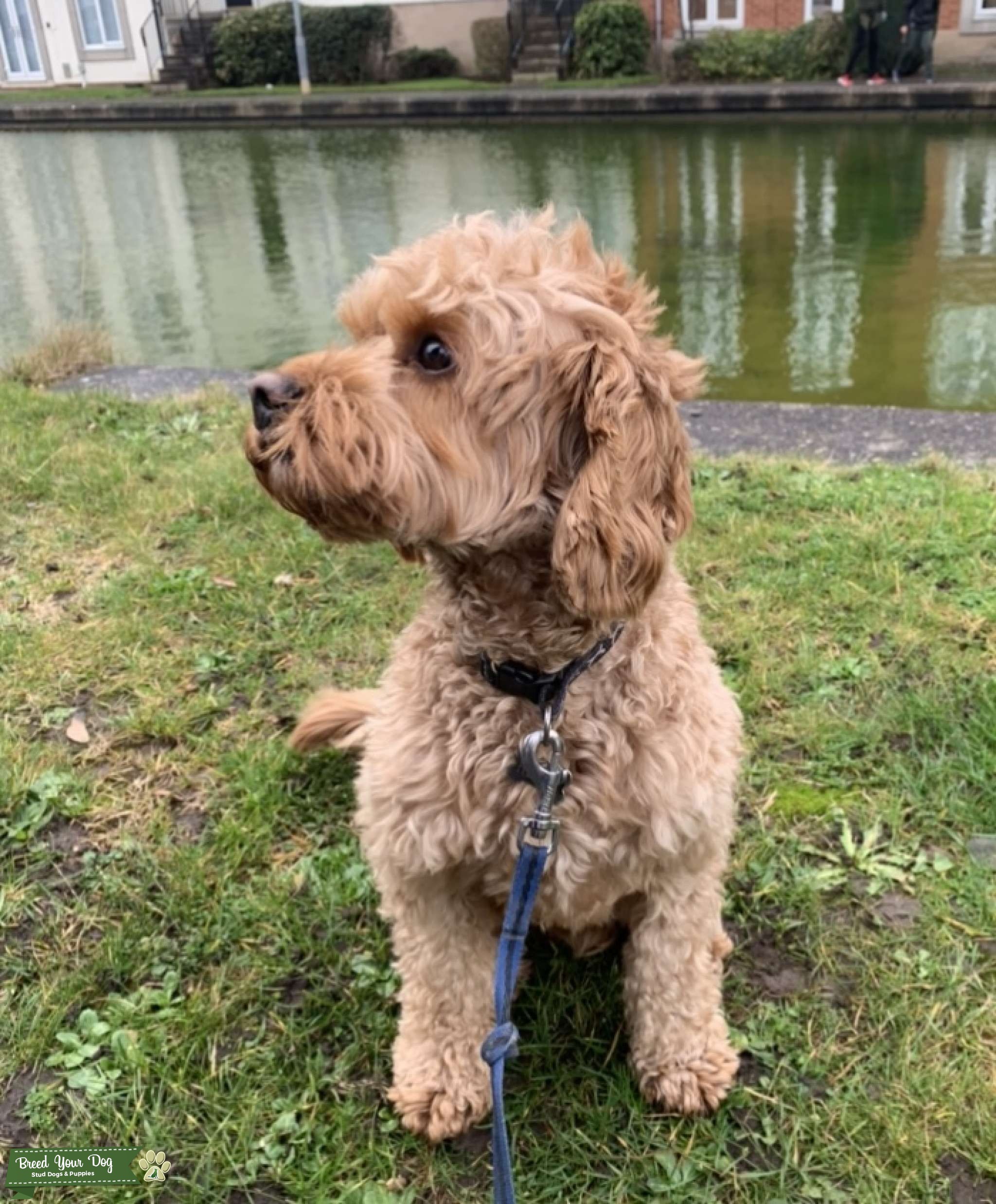 Male F1 Cavapoo - Stud Dog in East Yorkshire , the United States ...