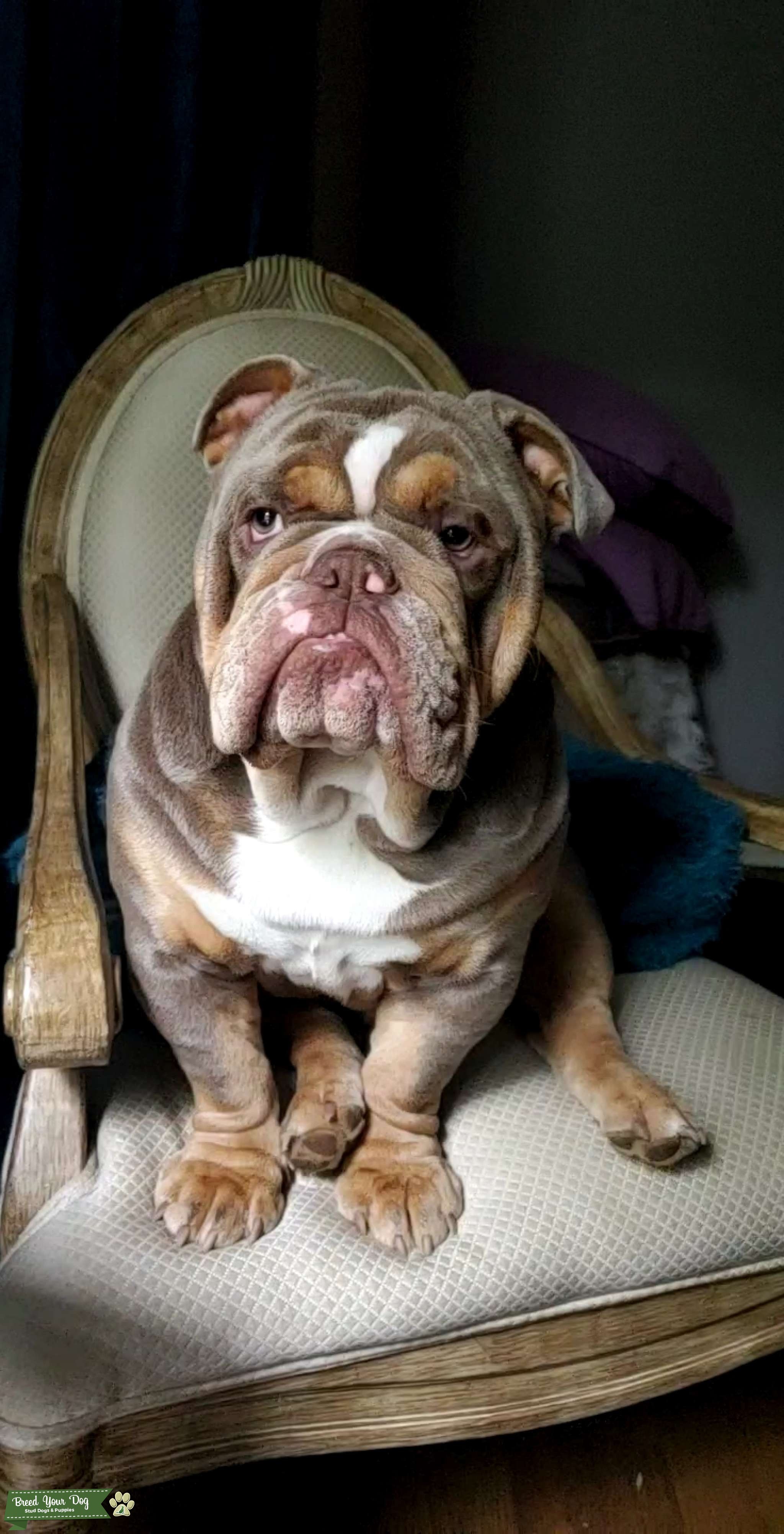 Male Lilac Tri English Bulldog - Stud Dog in TN, United States | Breed ...