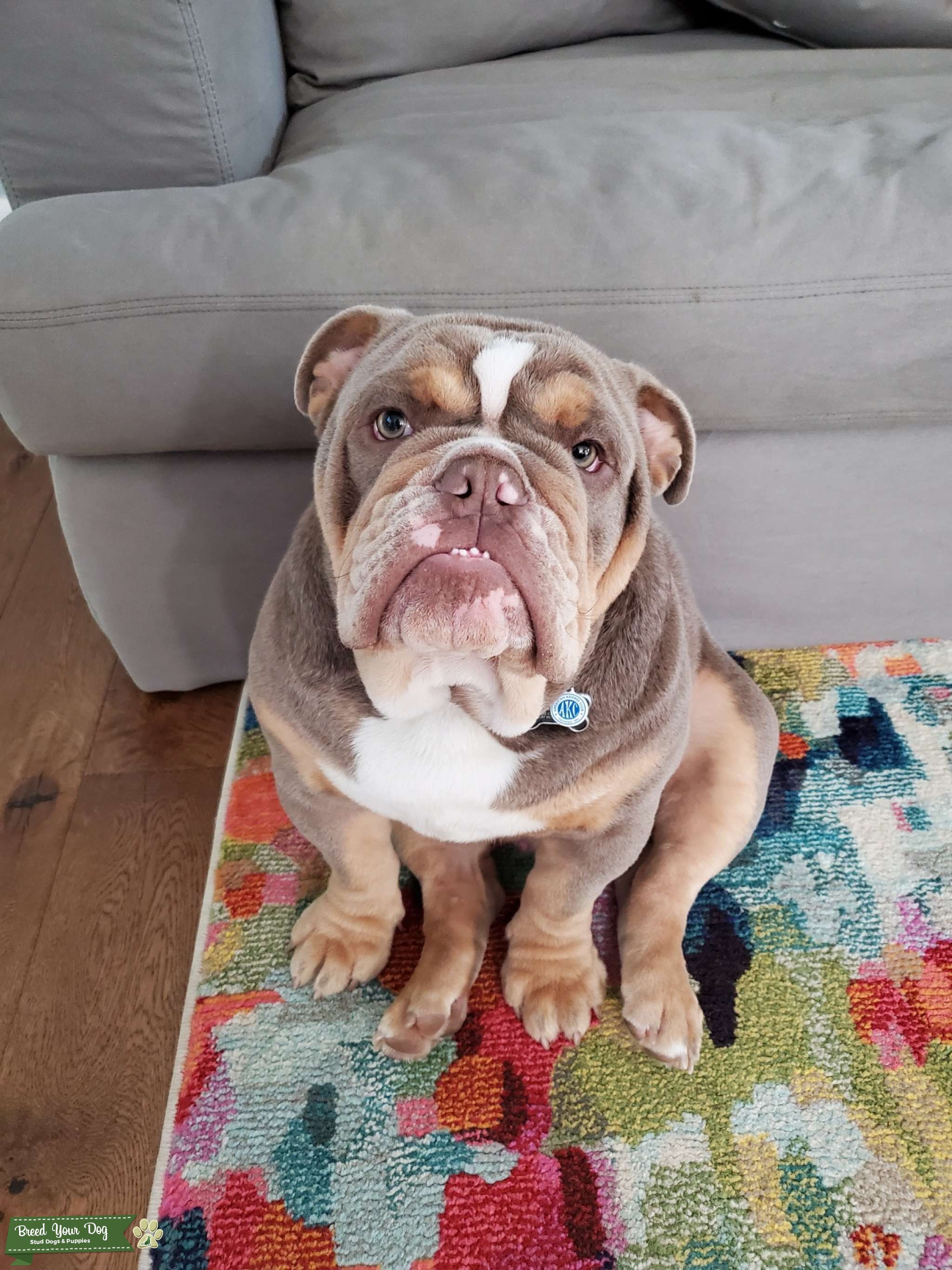 Male Lilac Tri English Bulldog - Stud Dog in TN, the United States ...