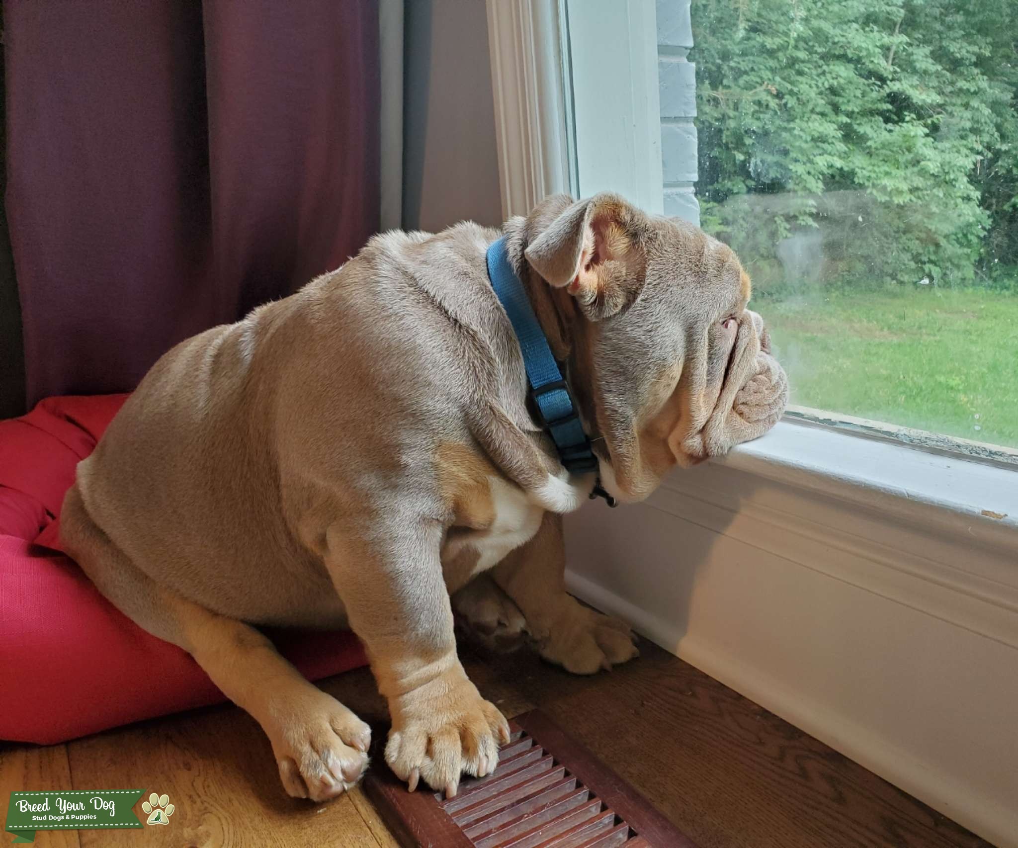 Male Lilac Tri English Bulldog - Stud Dog in TN, the United States ...