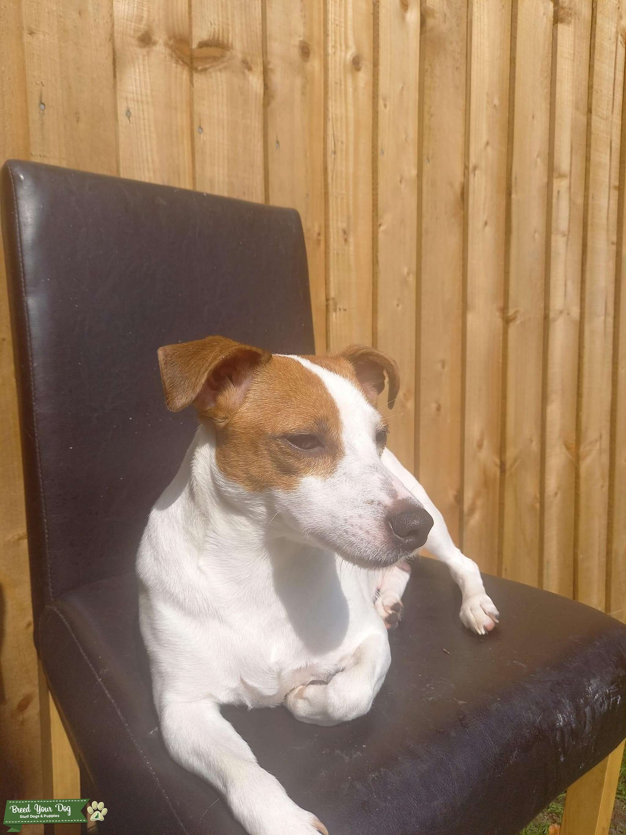 Jack Russel - Stud Dog in Nottinghamshire, Australia | Breed Your Dog