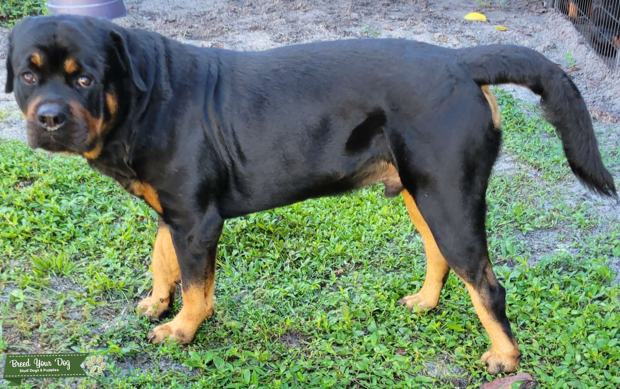 AKC Male Rottweiler - Stud Dog in Hollywood Florida, the United States ...