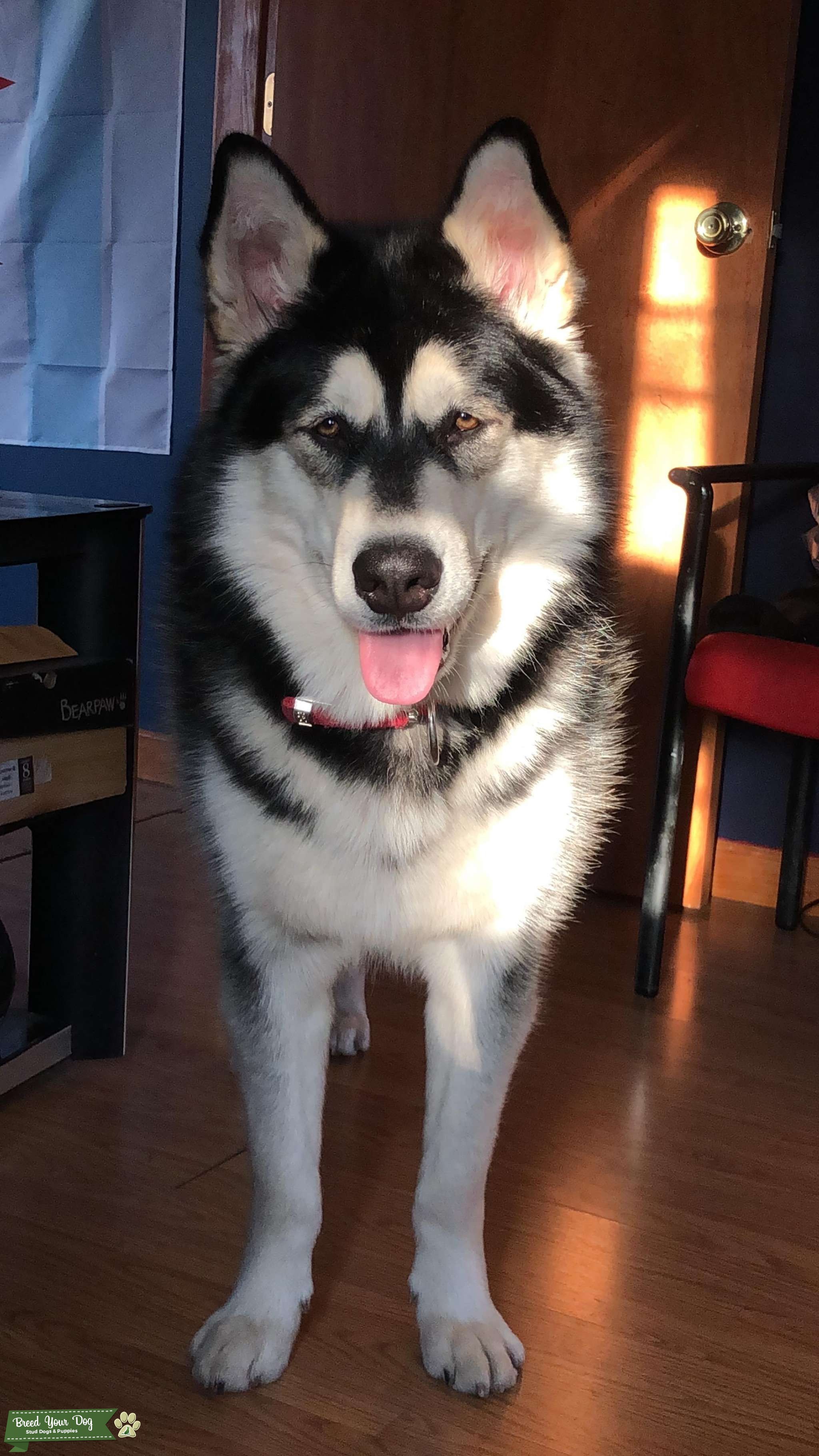 MALE PURE BREED ALASKAN MALAMUTE - Stud Dog in West Suburbs, the United ...