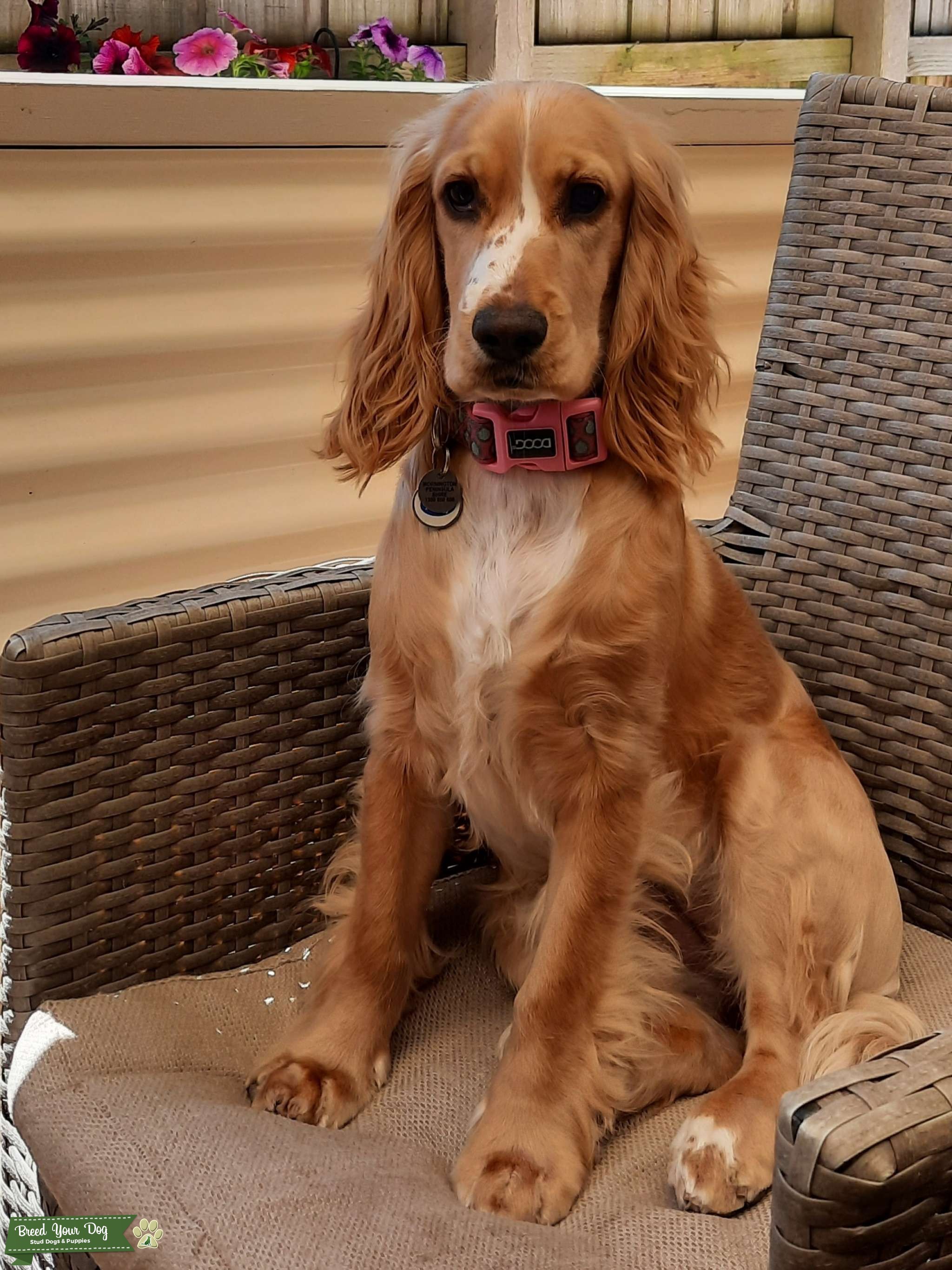 Gold/White Cocker Spaniel Girl - Stud Dog Mornington Peninsula - Breed ...