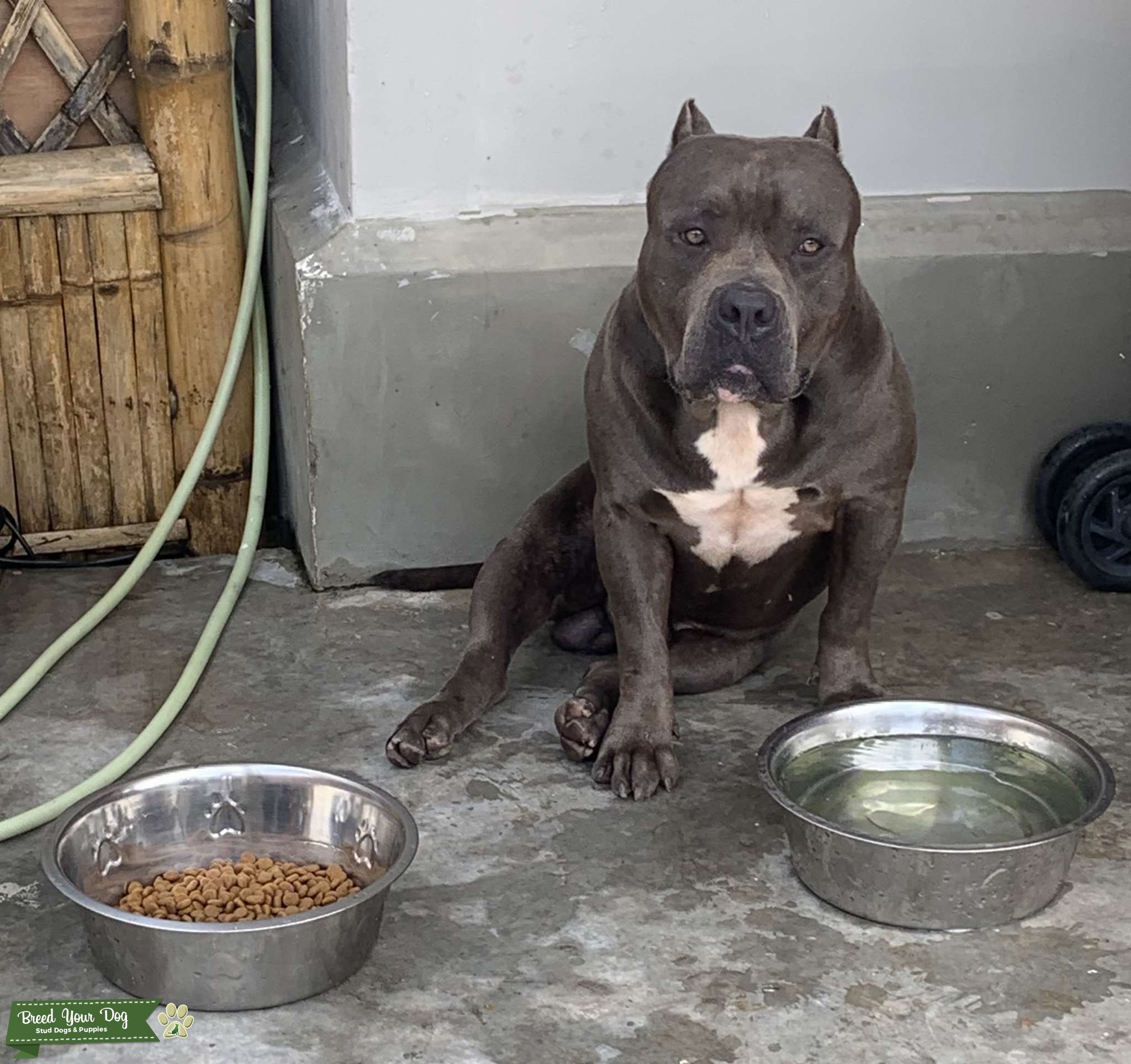 American Bully XL Blue STUD - Stud Dog in Thailand Phuket , Mexico ...