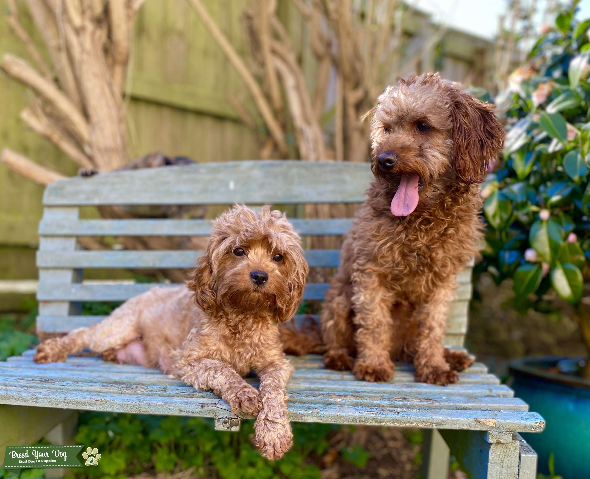 Cavapoo Stud. Red. 6kg. Extensive health testing - Stud Dog in Devon ...