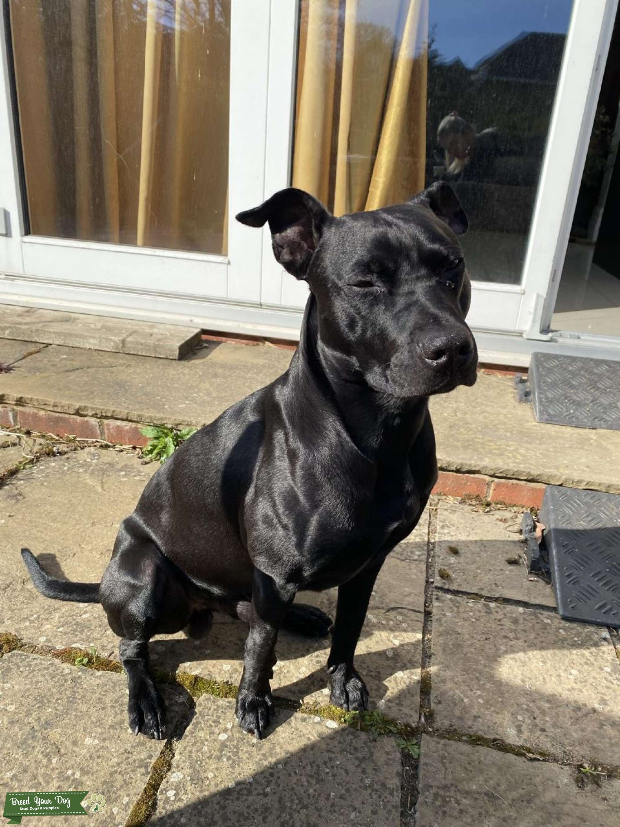 Staff Cross Labrador Year and a half Old Stud - Stud Dog in Kingston ...