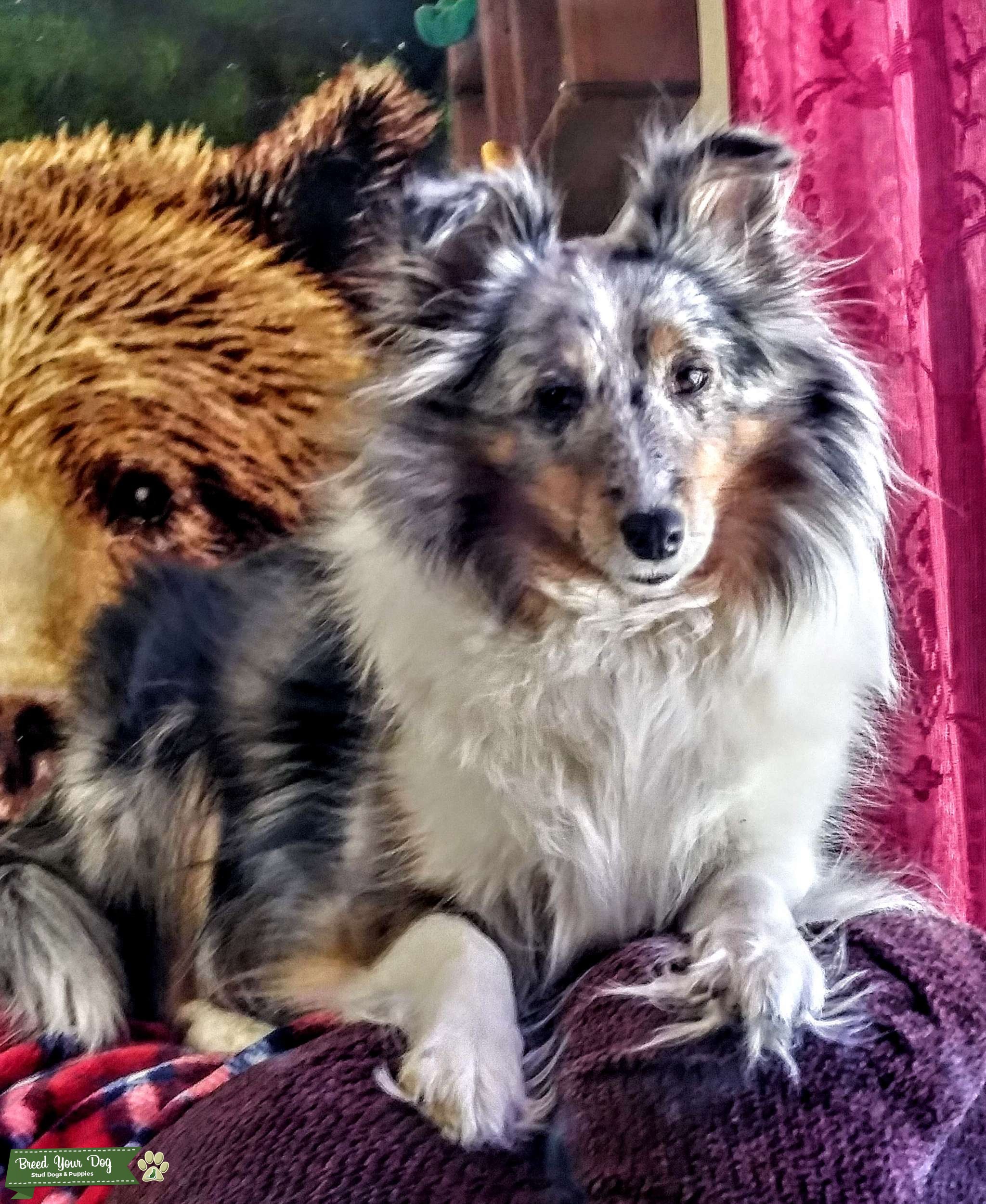 Blue merle sheltie - Stud Dog in Illinois , United States | Breed Your Dog