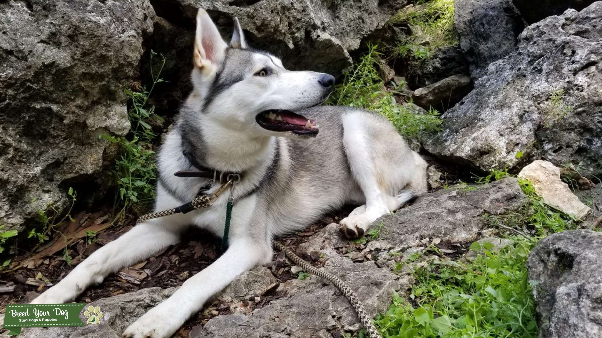 Stud Shepsky (German Shepard x Husky) - Stud Dog in Leander, the United ...