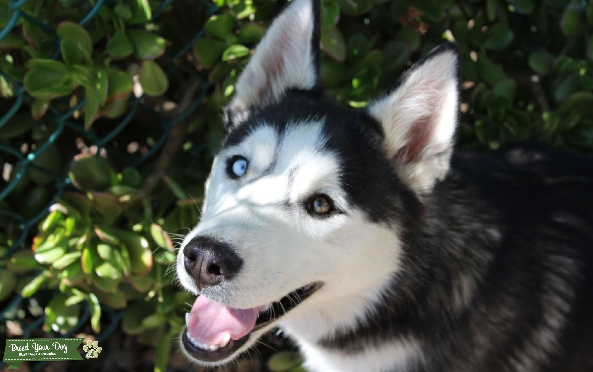 Black & White Bi-Eyed Husky - Stud Dog CA - Breed Your Dog