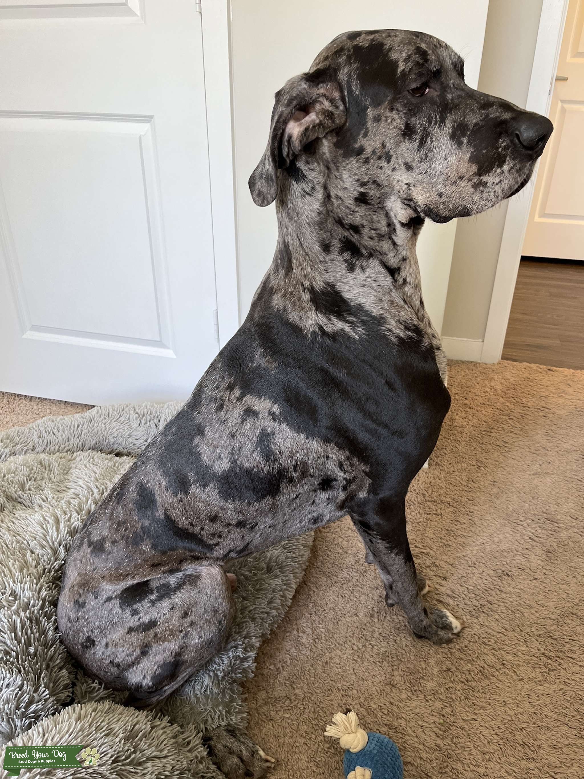 Merle Great Dane - Stud Dog in South Carolina , United States | Breed ...