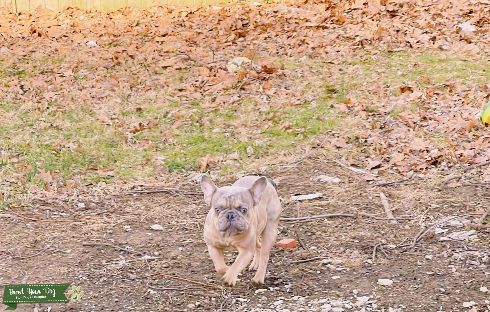 Stud services - Stud Dog in Pennsylvania , United States | Breed Your Dog